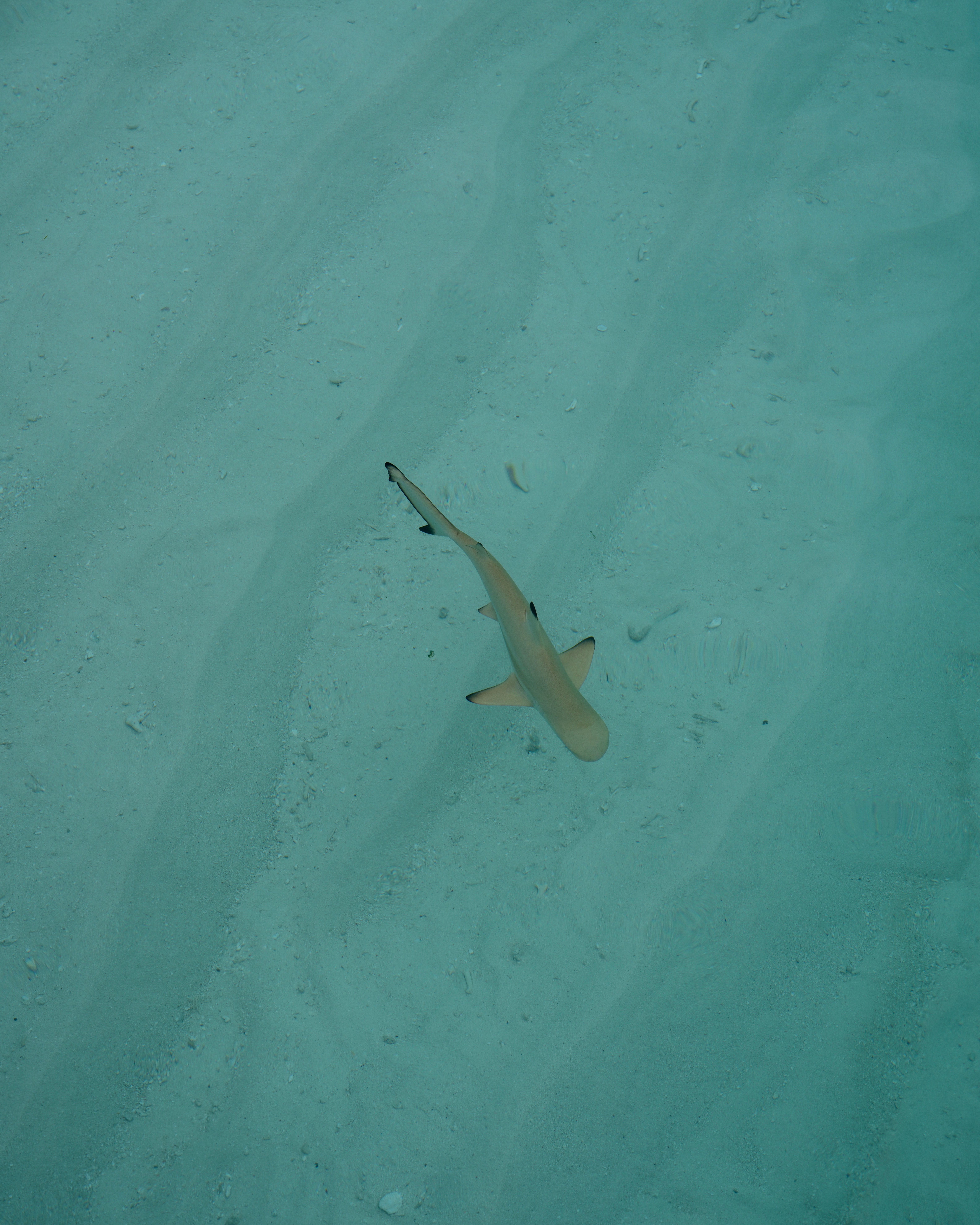 Shark in Nature · Free Stock Photo