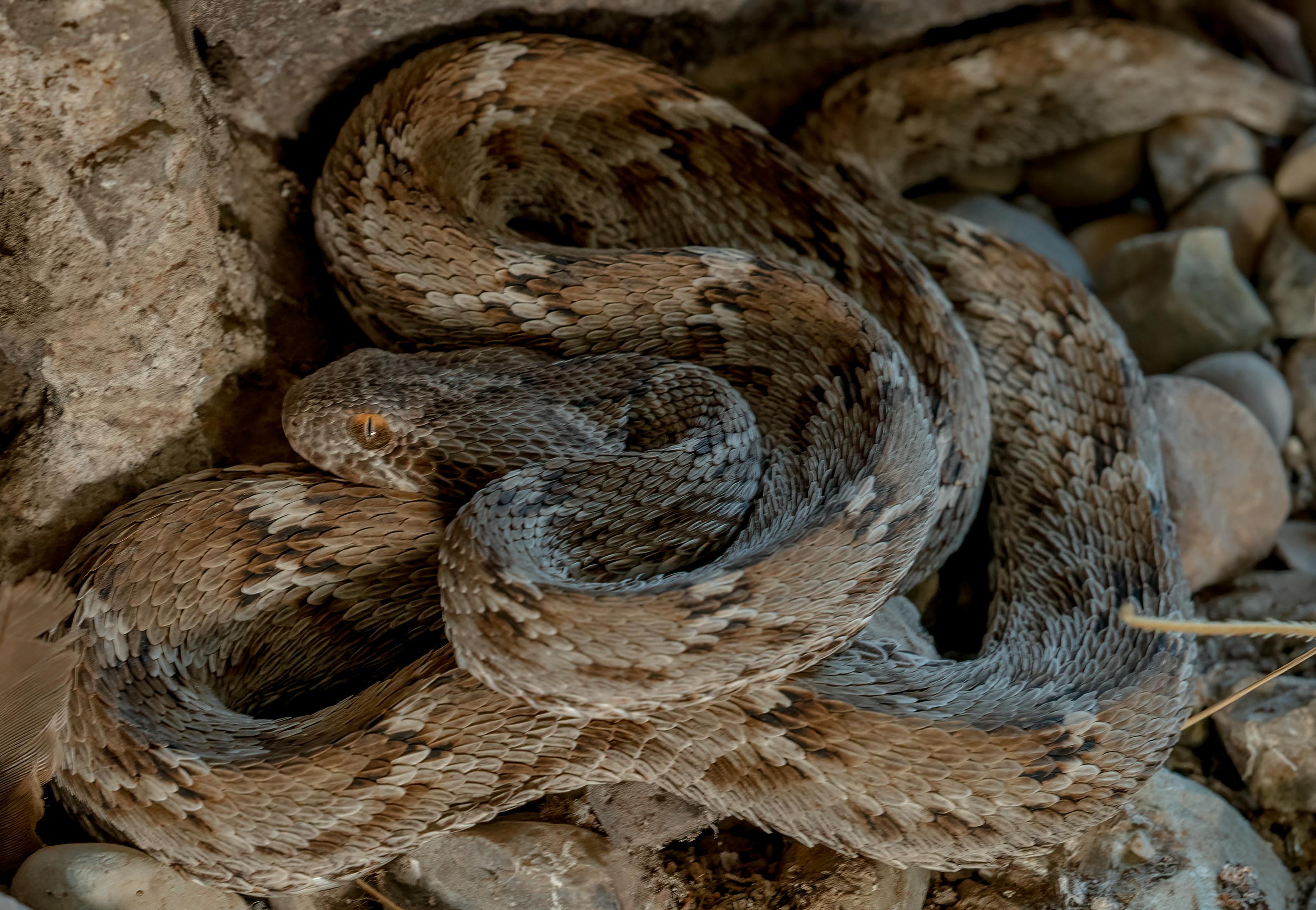 Carpet Viper in Nature · Free Stock Photo