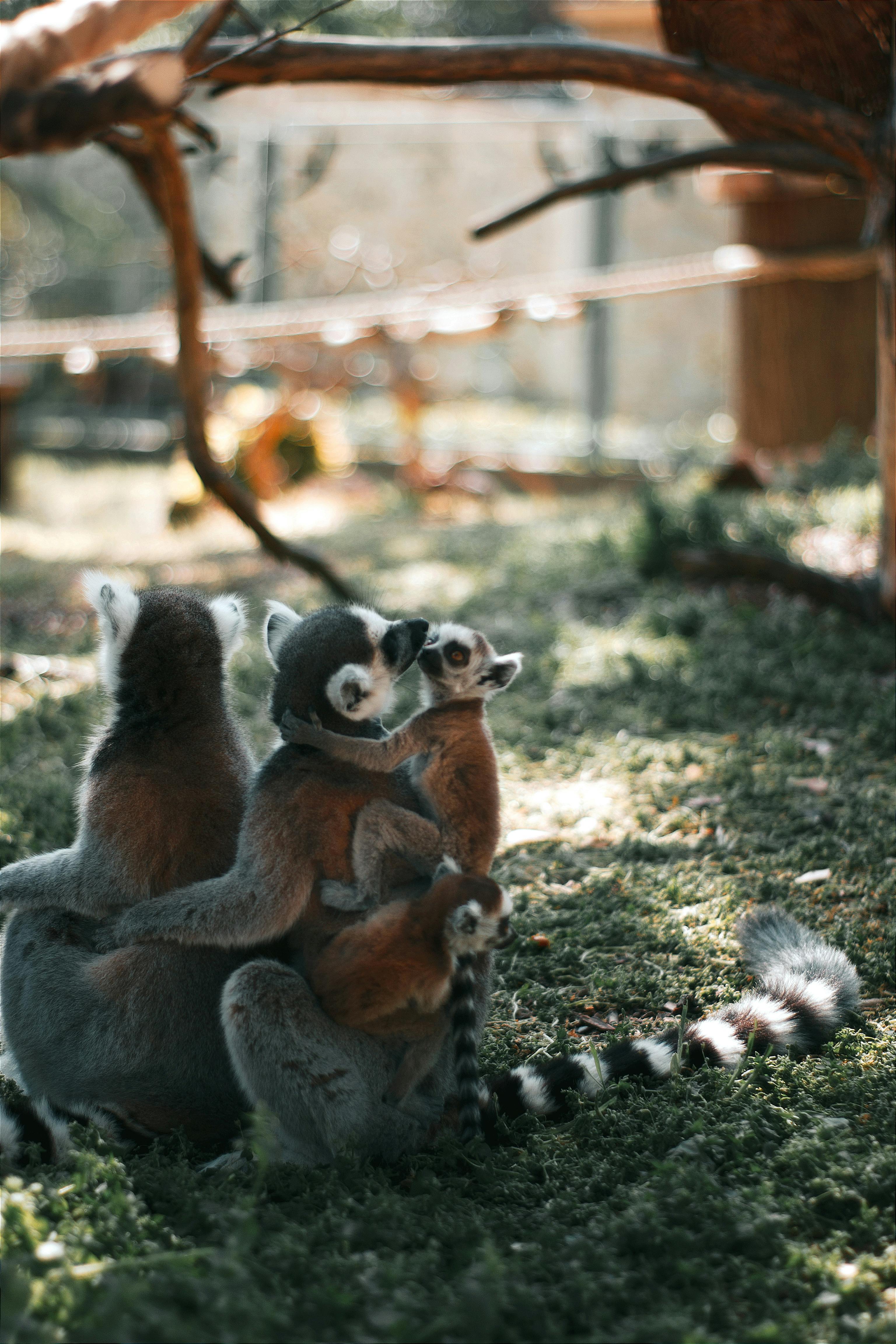 Madagascar Natives Photos, Download The BEST Free Madagascar Natives ...