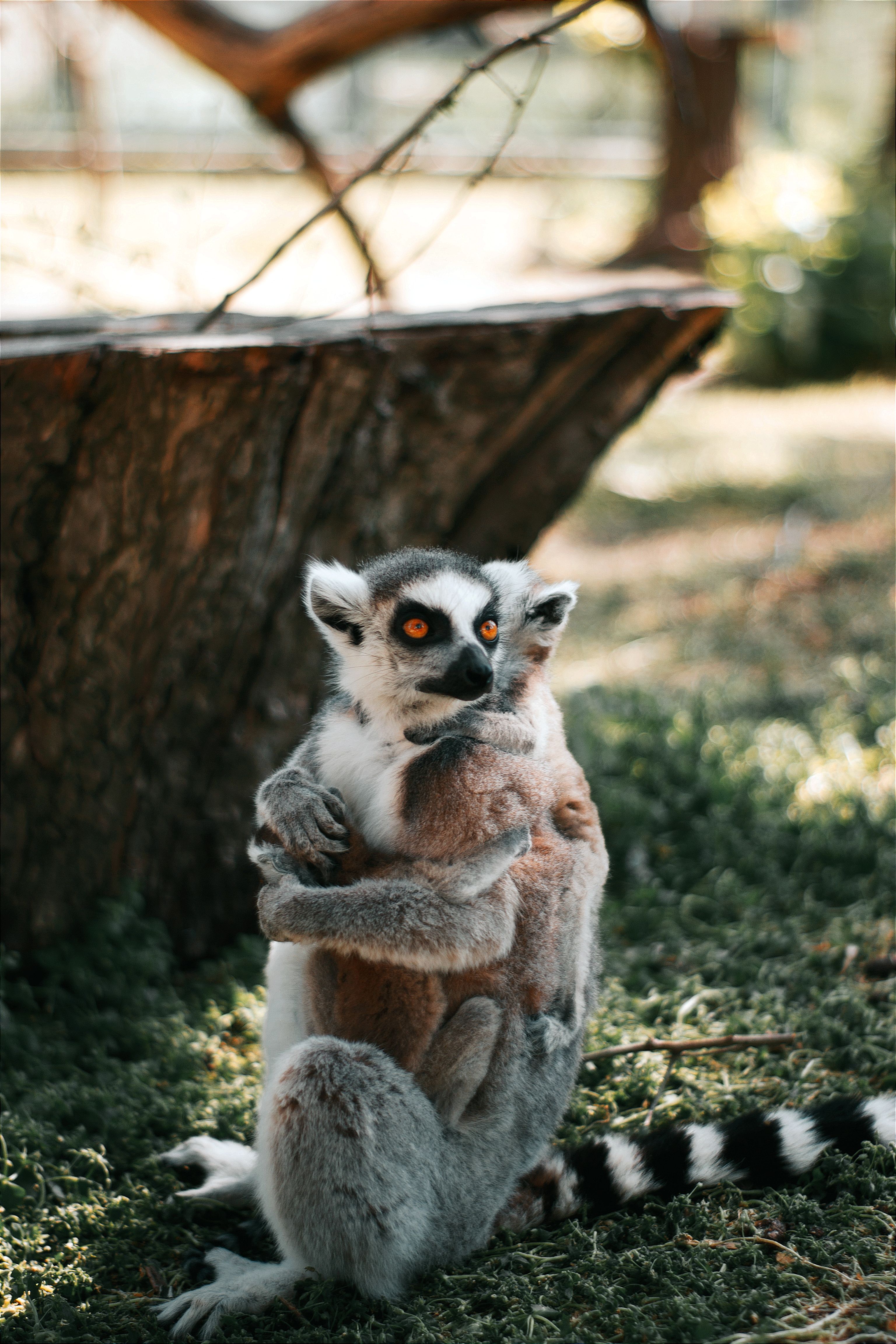Lemur Hugging Baby · Free Stock Photo