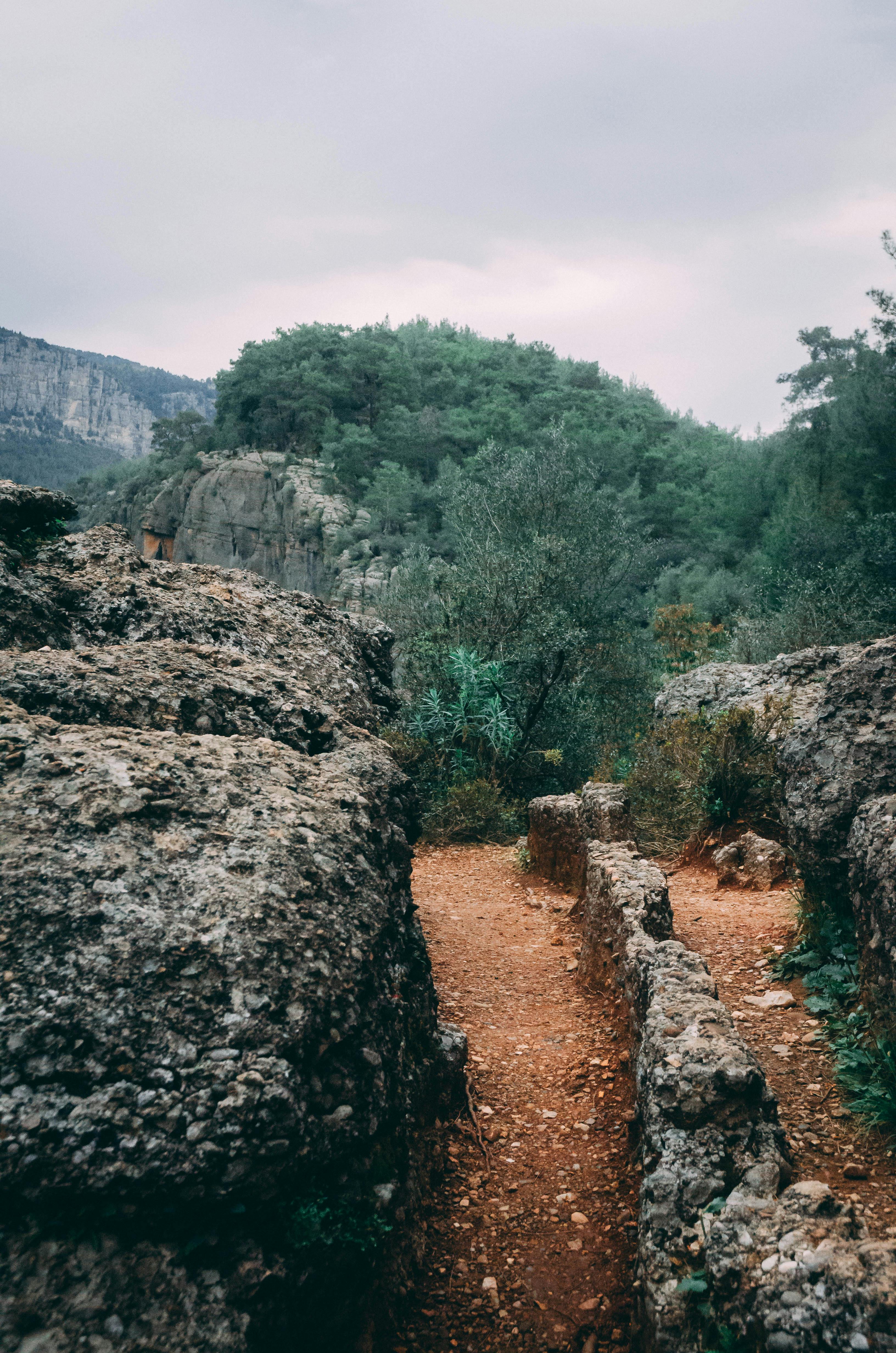 Photo Of Forest Trees and a Black Stone Pathway during Daytime · Free ...
