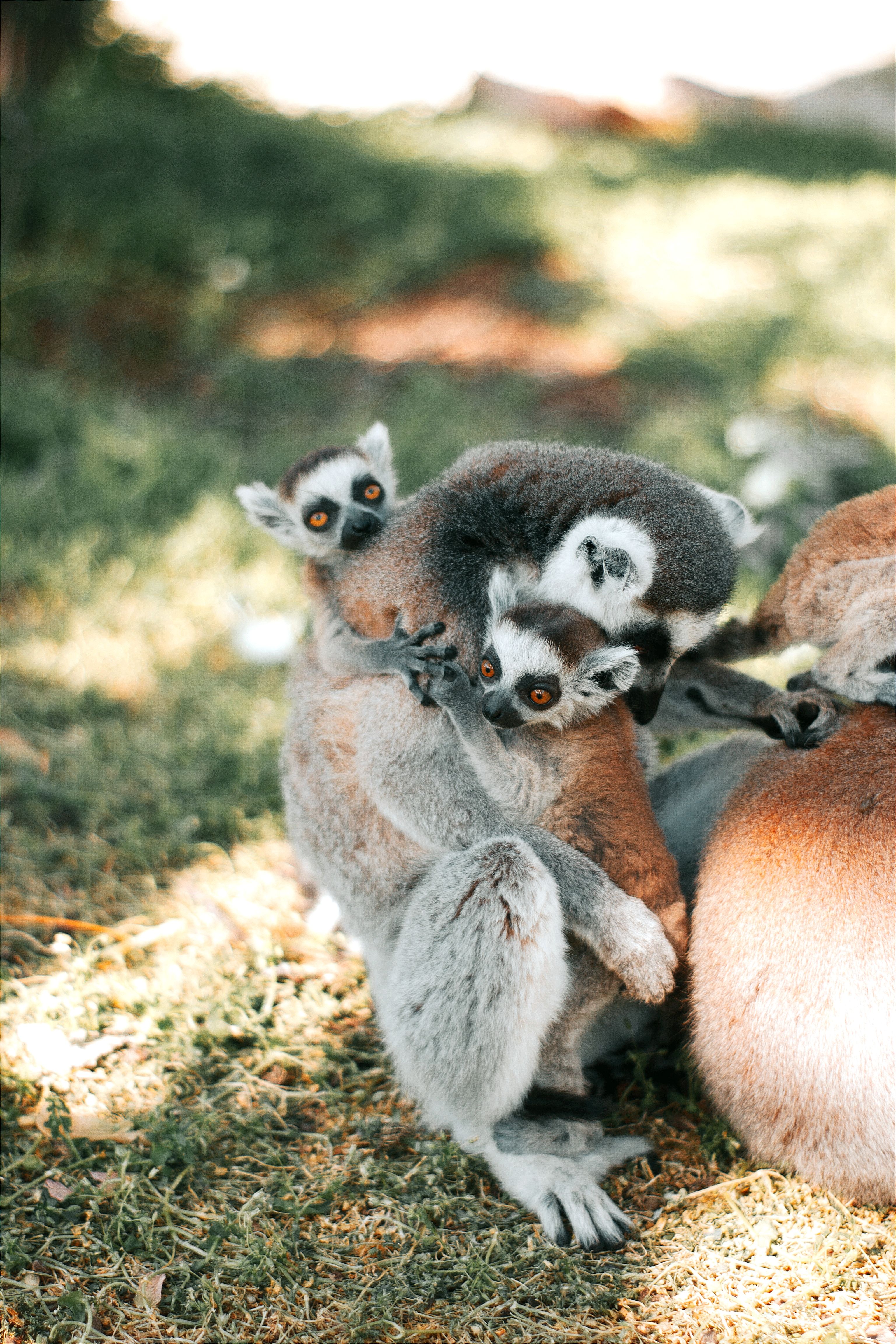 A group of lemurs are sitting on top of each other · Free Stock Photo