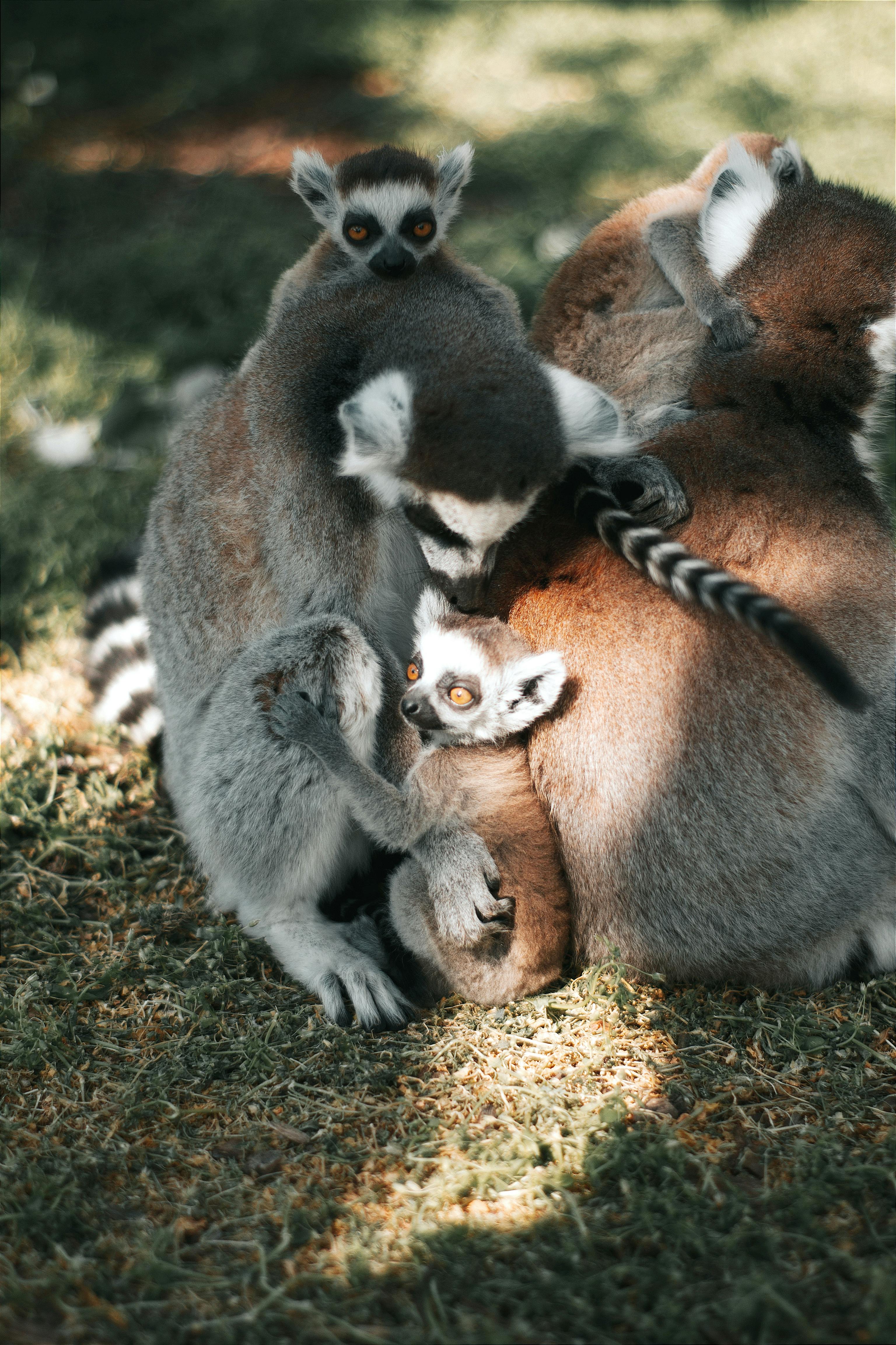 Lemurs with Babies · Free Stock Photo