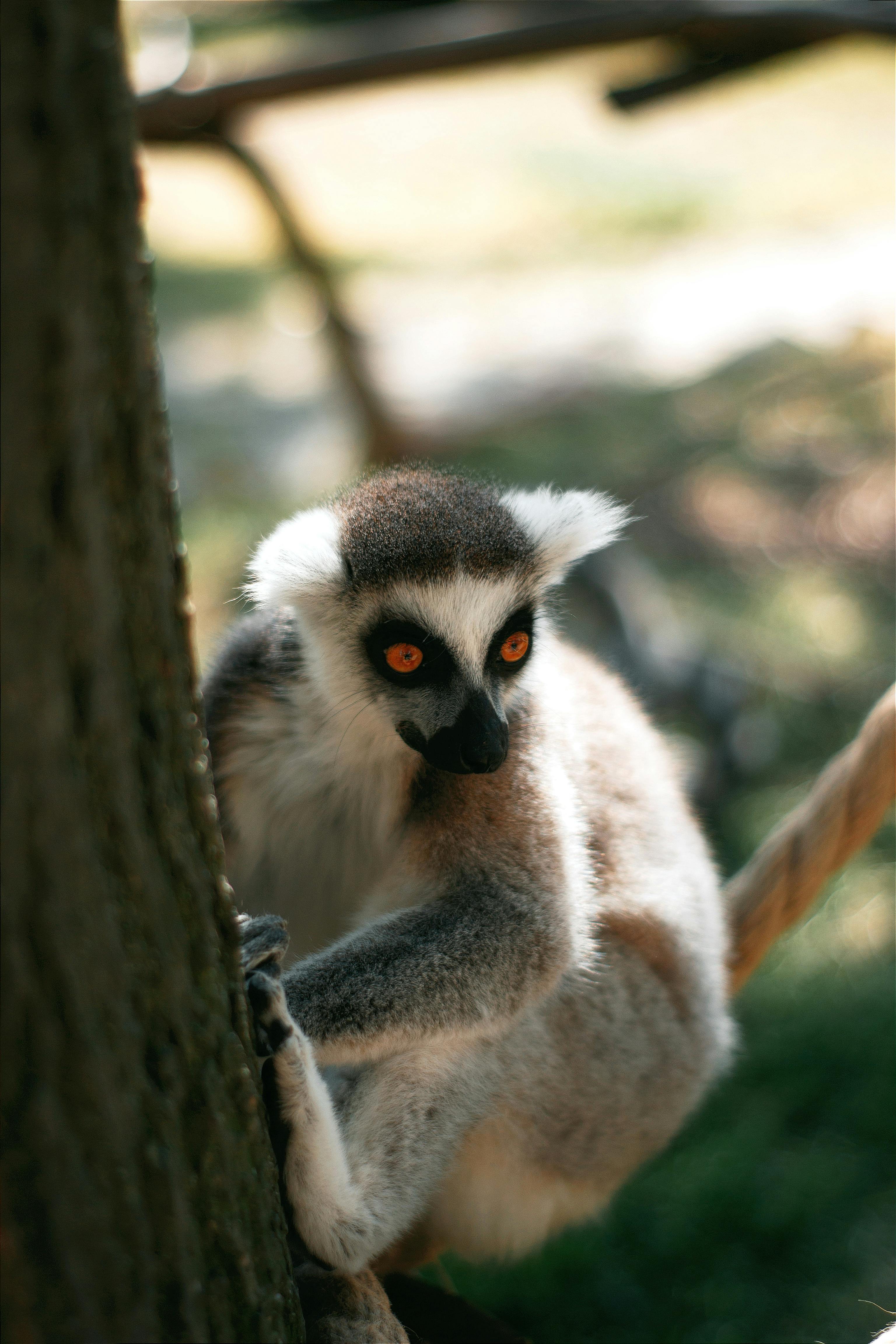 Ring Tailed Lemur in Close Up · Free Stock Photo