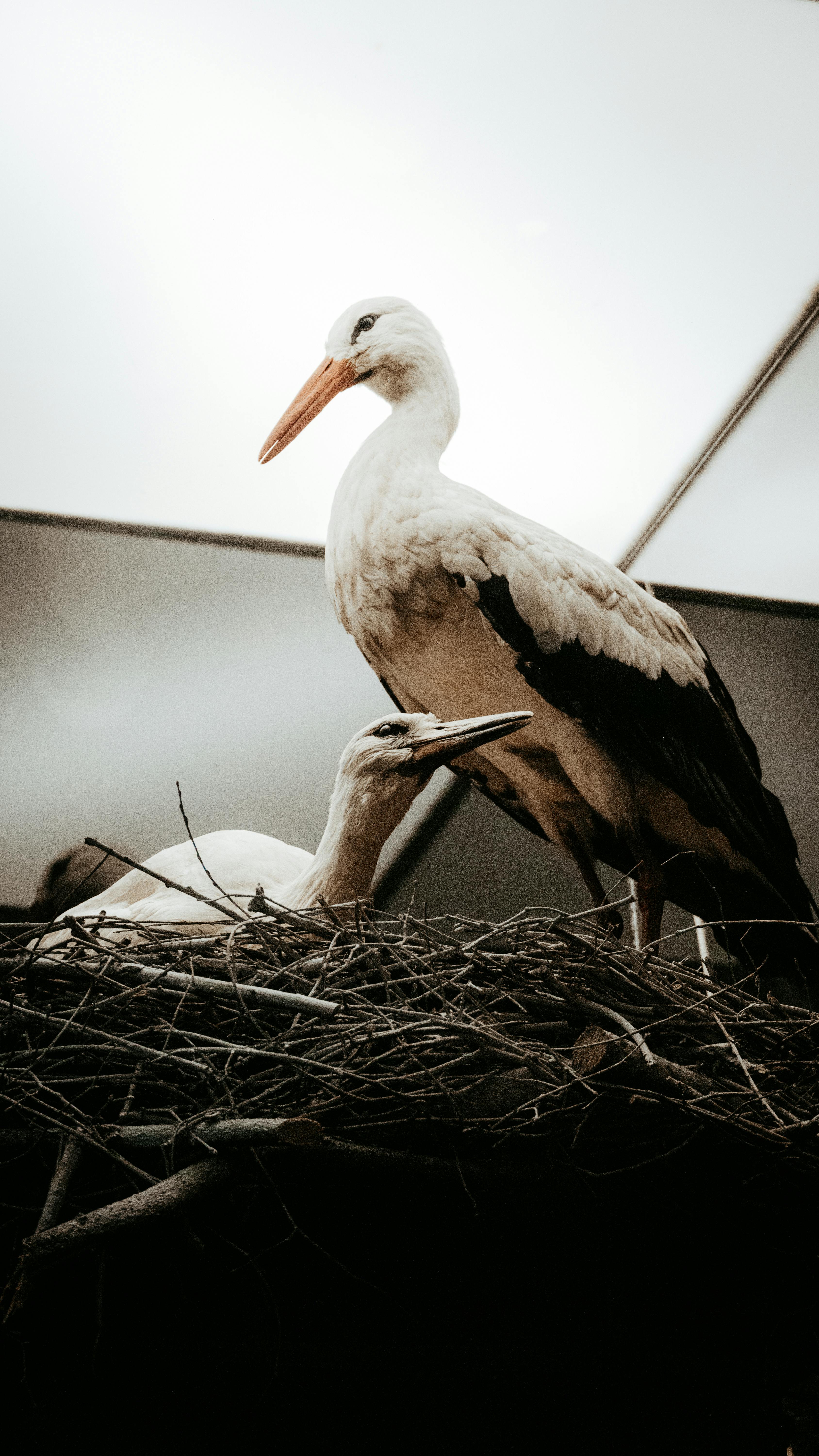 638+ Fotos y Imágenes de Bezec stork Gratis · Banco de Fotos Gratis
