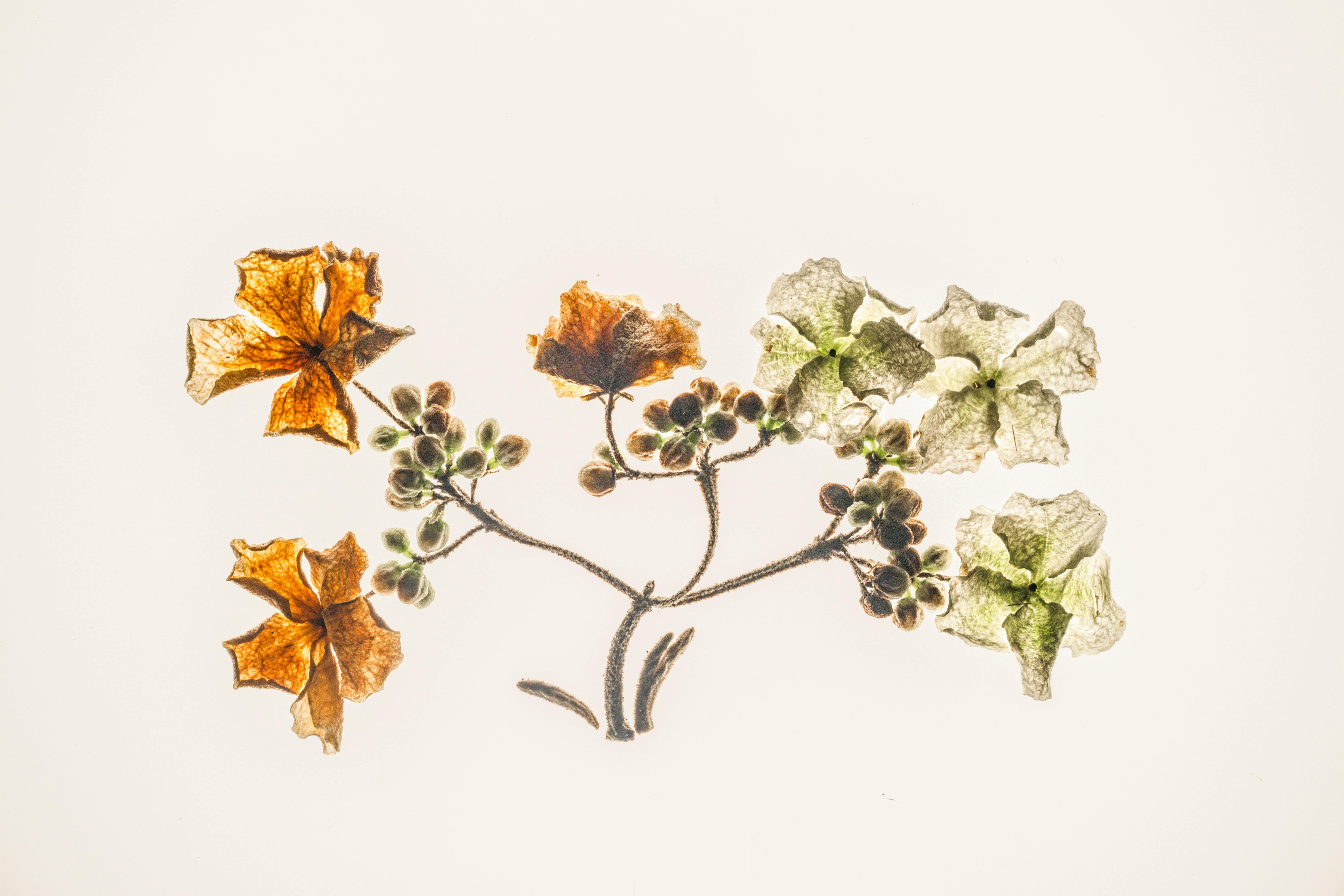 Creative Floral Design · Free Stock Photo