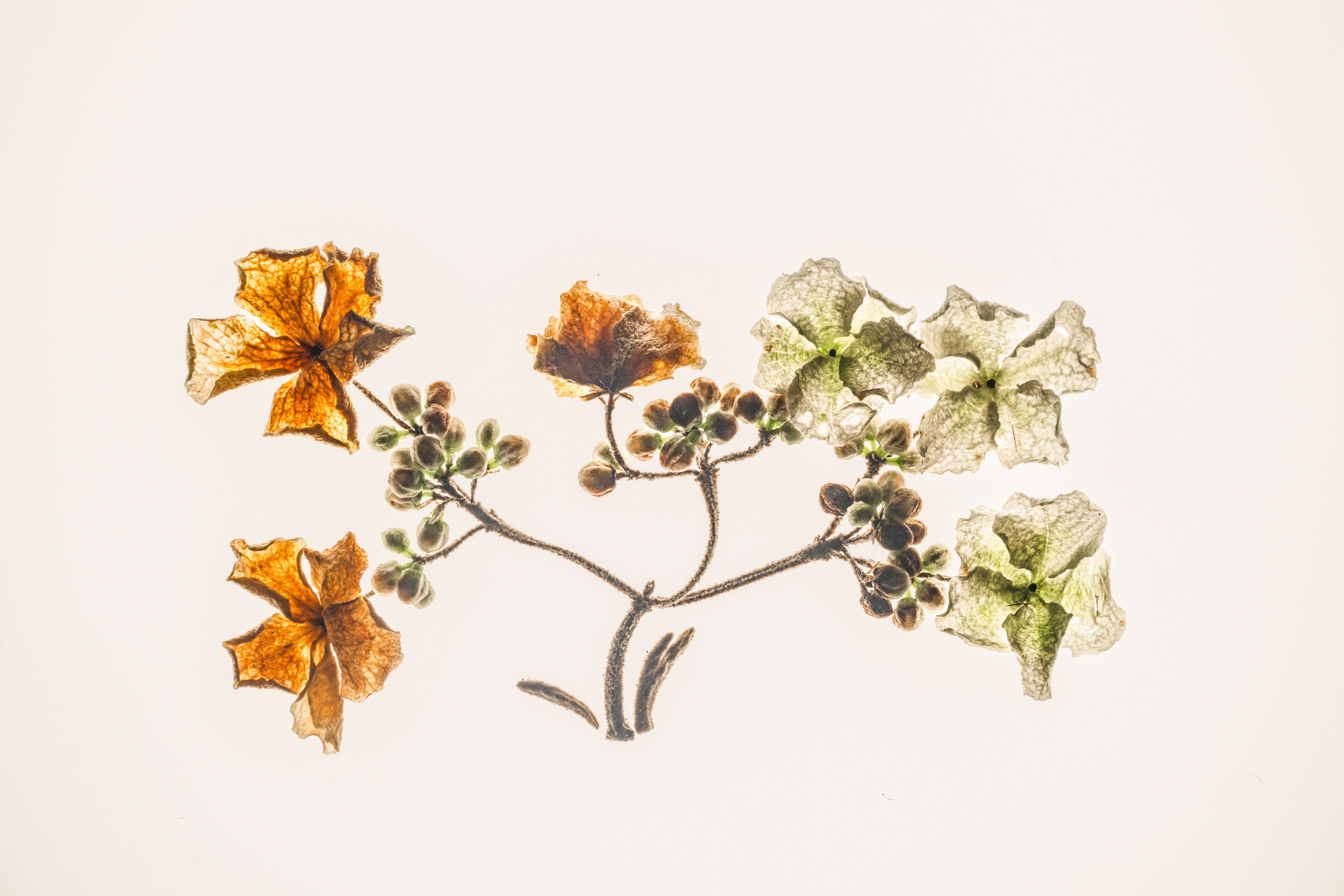 Creative Floral Design · Free Stock Photo