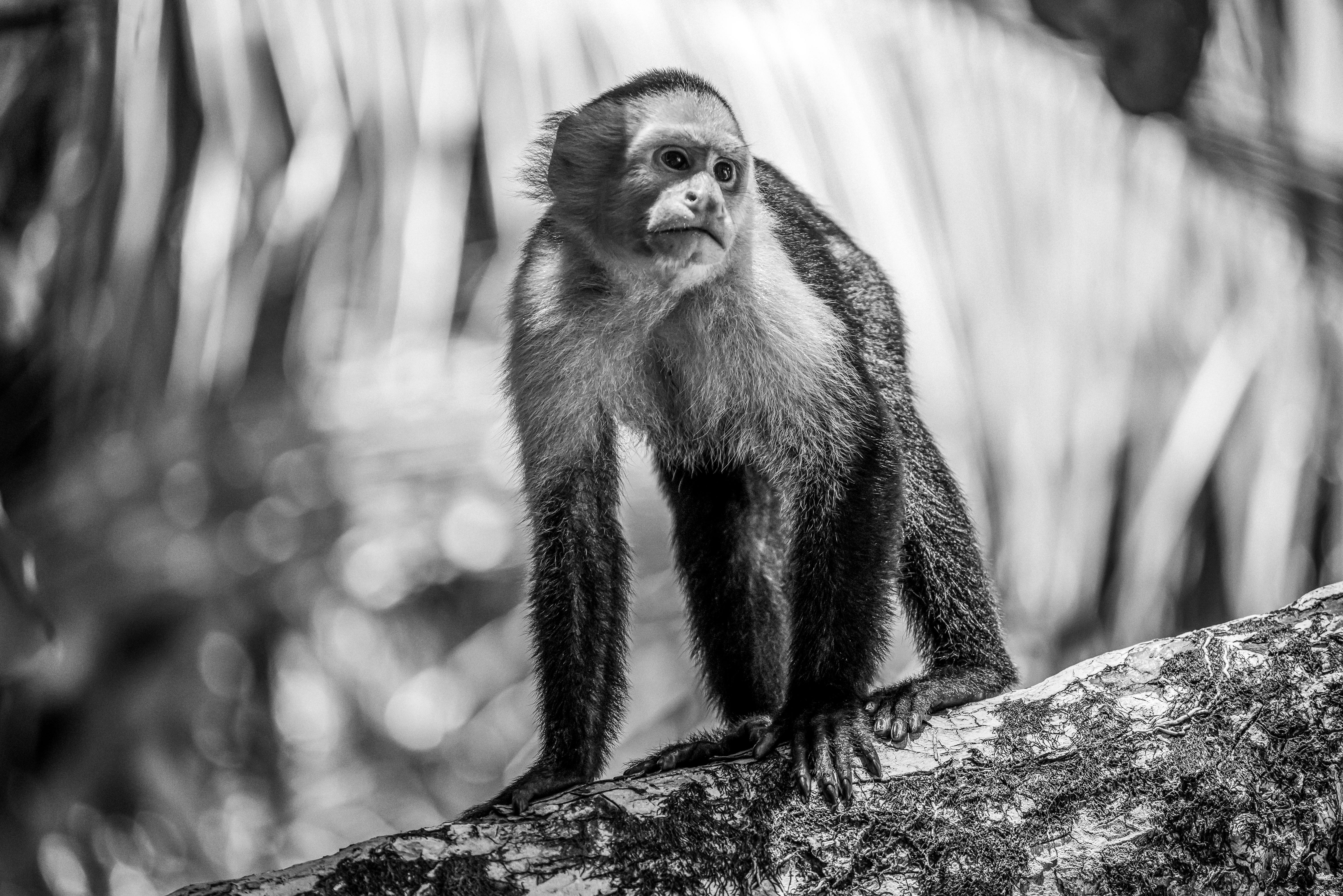 Macaque Monkey in Black and White · Free Stock Photo