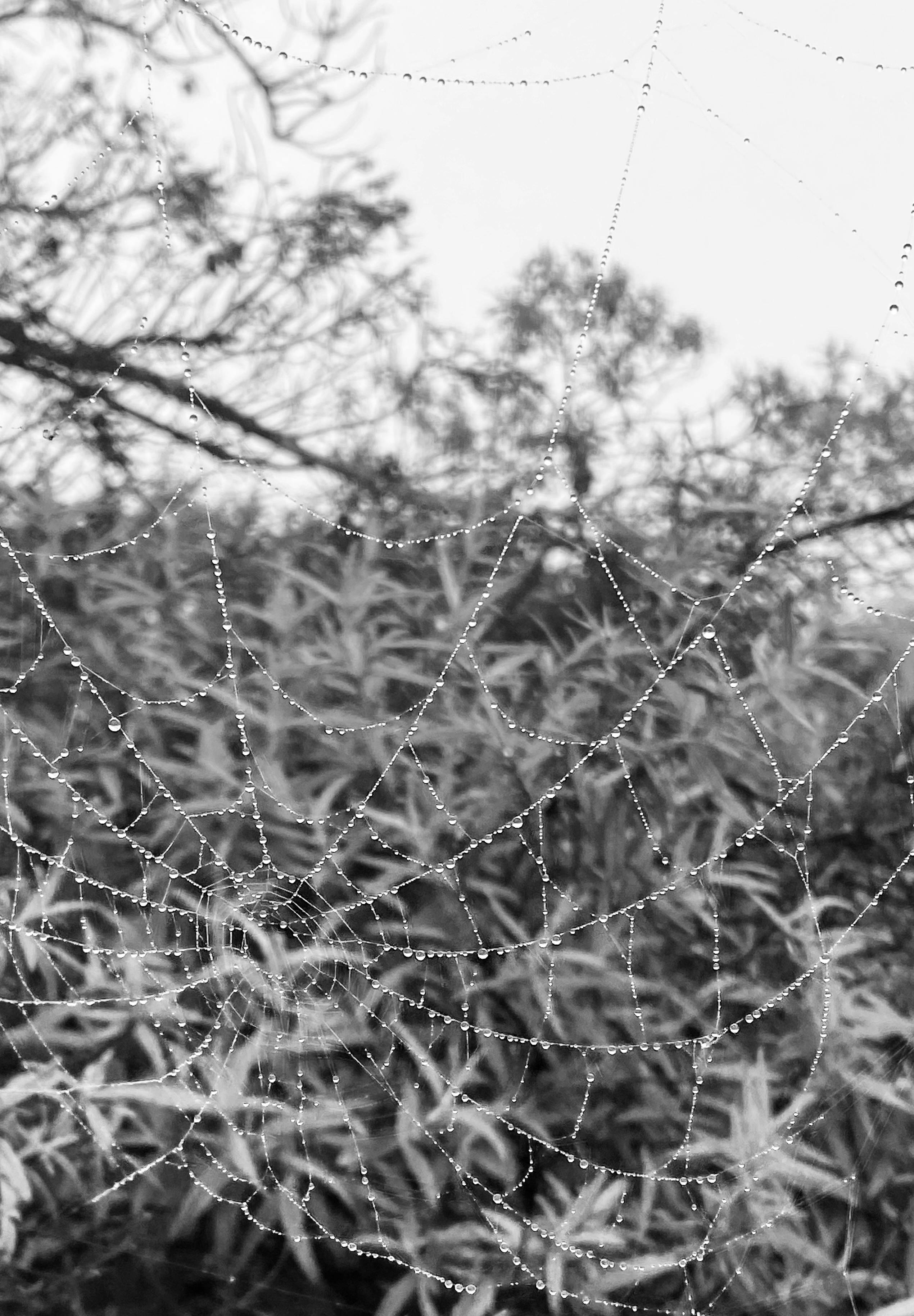 Trap Canto Photos, Download The BEST Free Trap Canto Stock Photos & HD ...