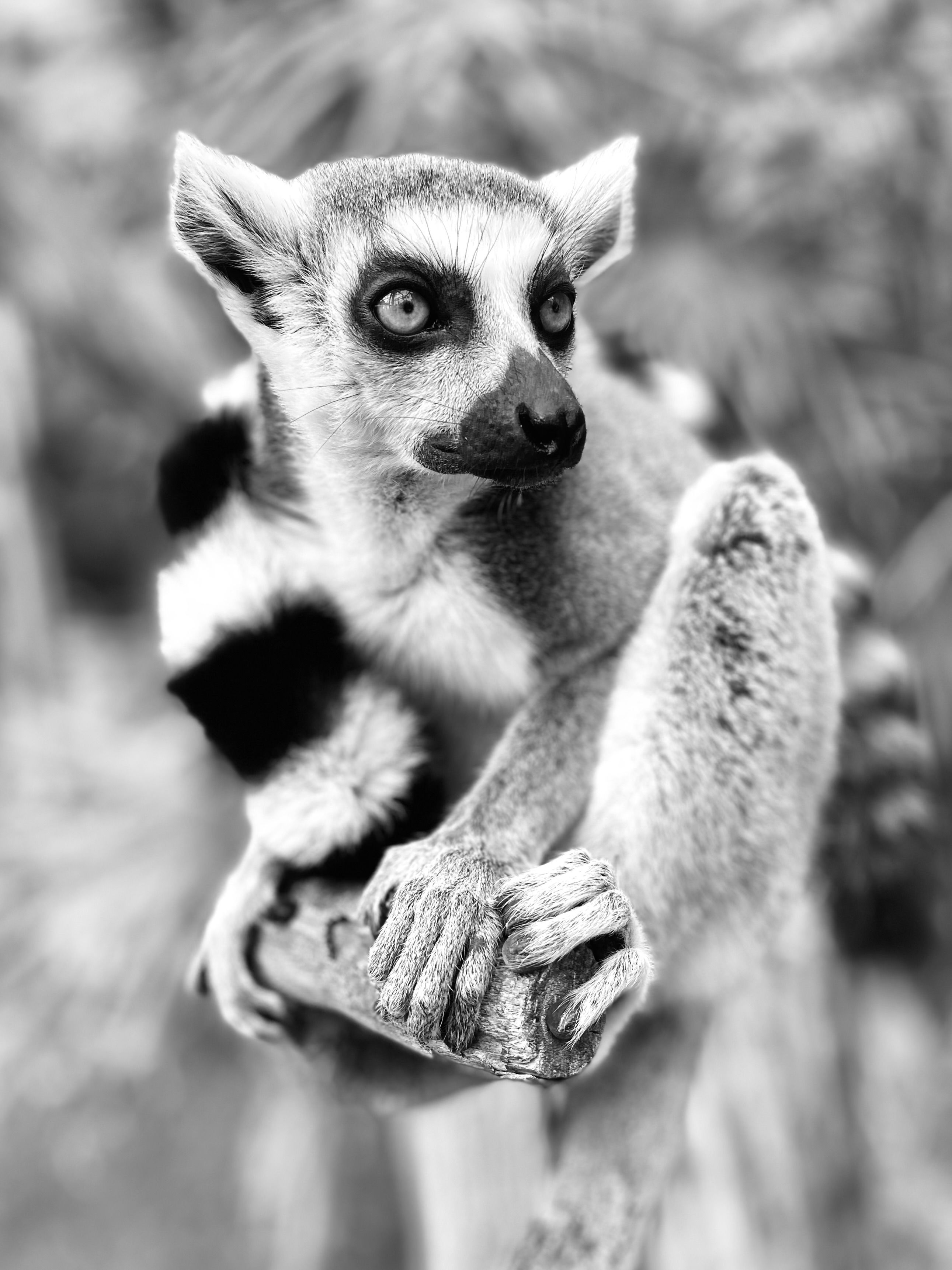 Close Up Photography of Lemur during Daytime · Free Stock Photo