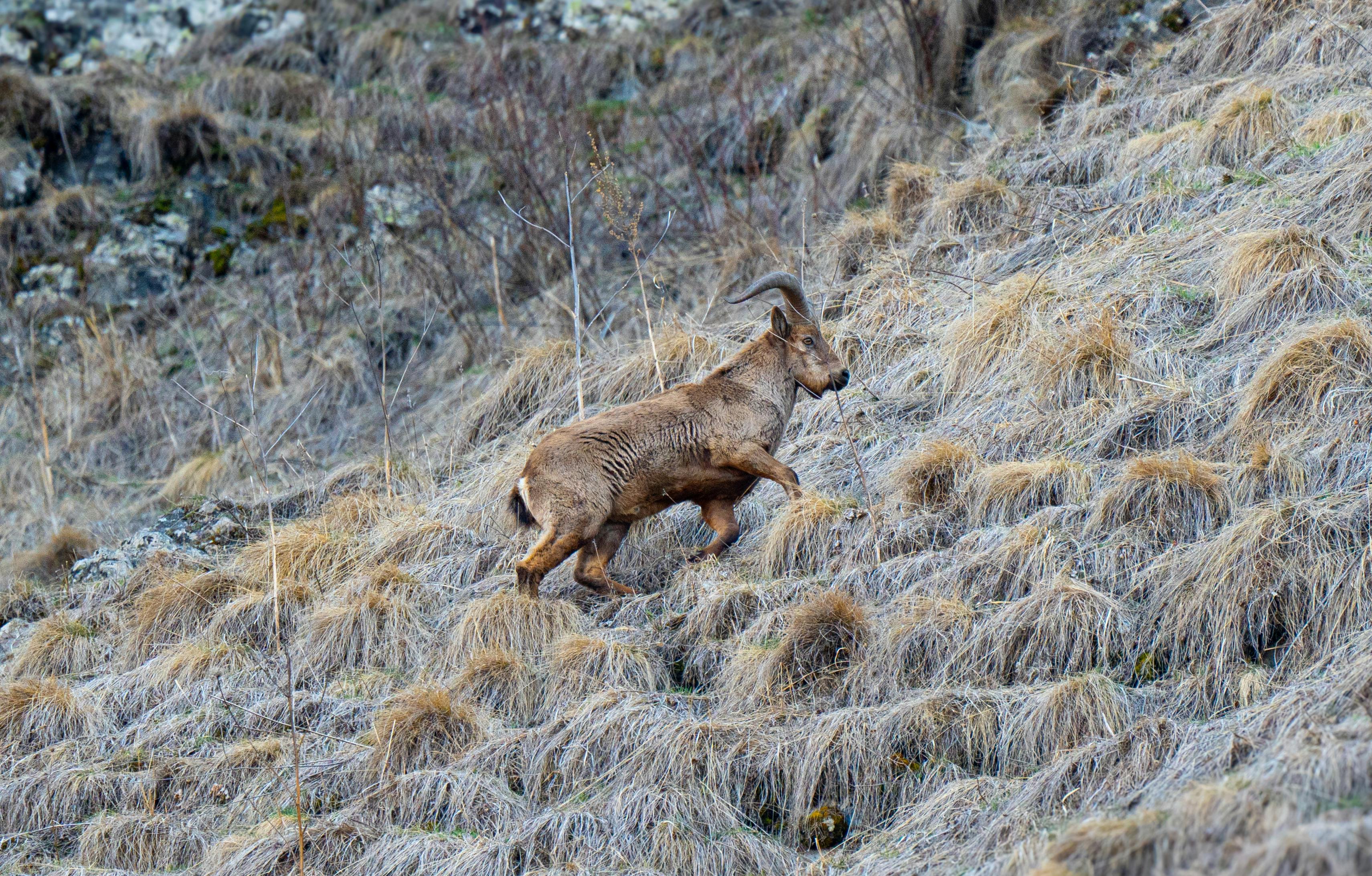 Afrikaanse Tur Photos, Download The BEST Free Afrikaanse Tur Stock ...