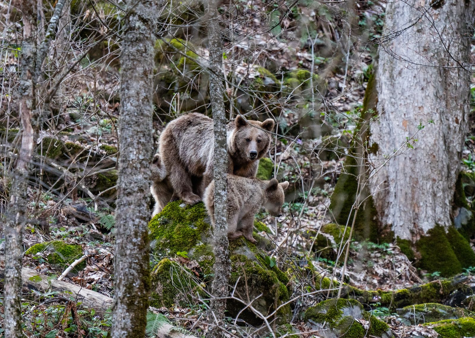 Bear Cub Photos, Download The BEST Free Bear Cub Stock Photos & HD Images