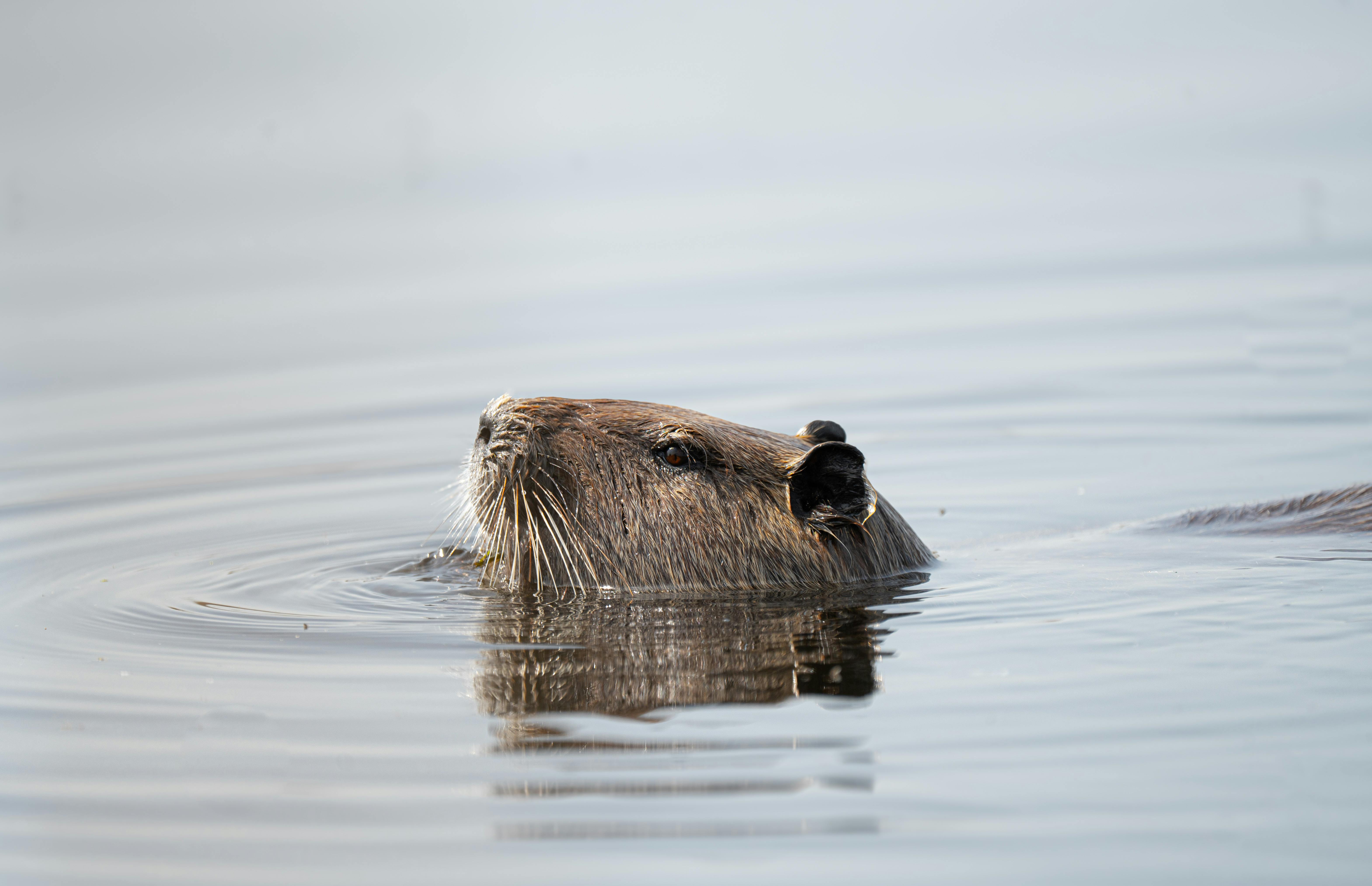 A beaver swimming in the water with its head up · Free Stock Photo