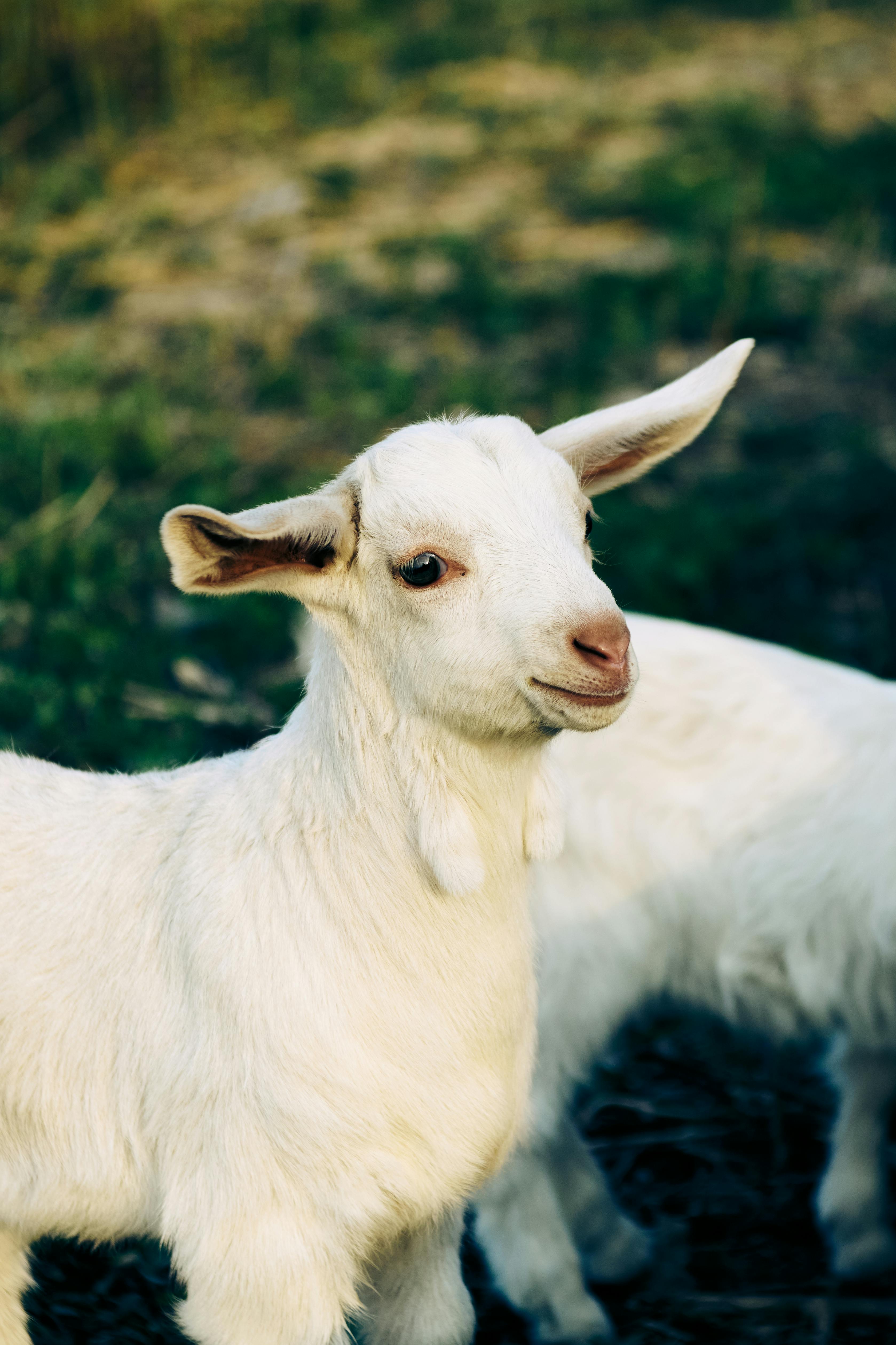 Images Goat 4th Photos, Download The BEST Free Images Goat 4th Stock ...
