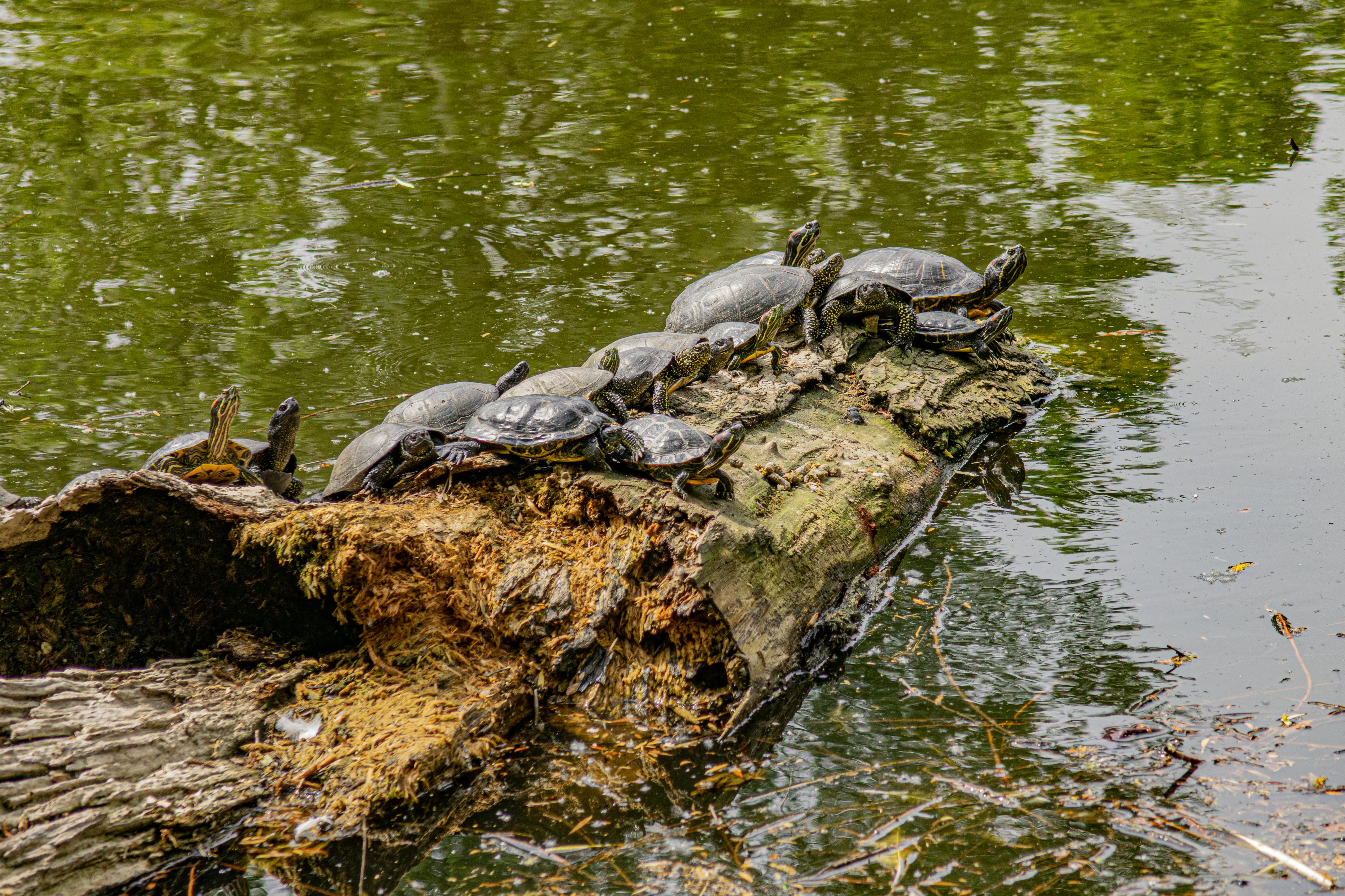 Leatherback Turtles Photos, Download The BEST Free Leatherback Turtles ...