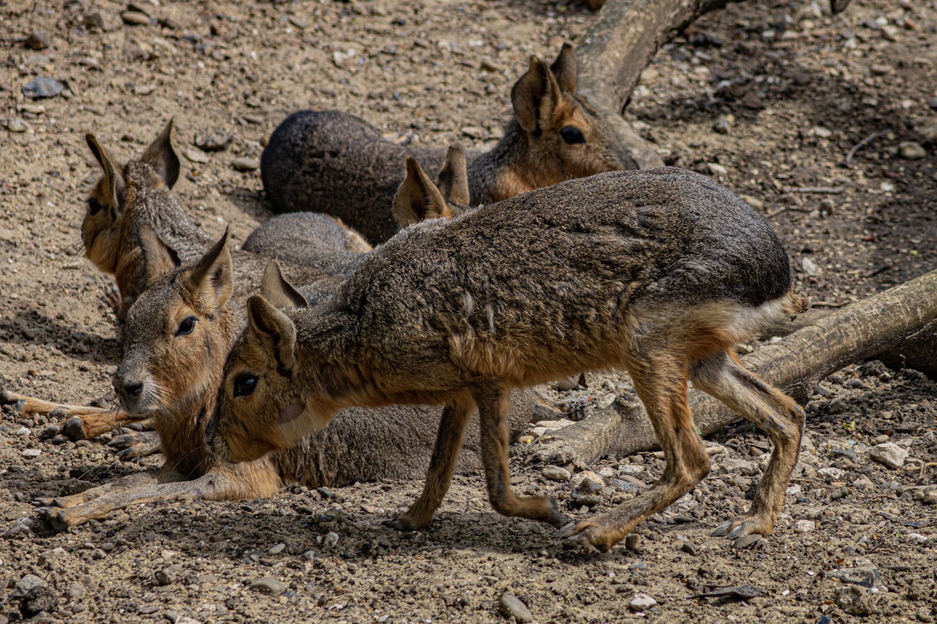 Breeding Chinchillas: A Simple Step-by-Step Guide