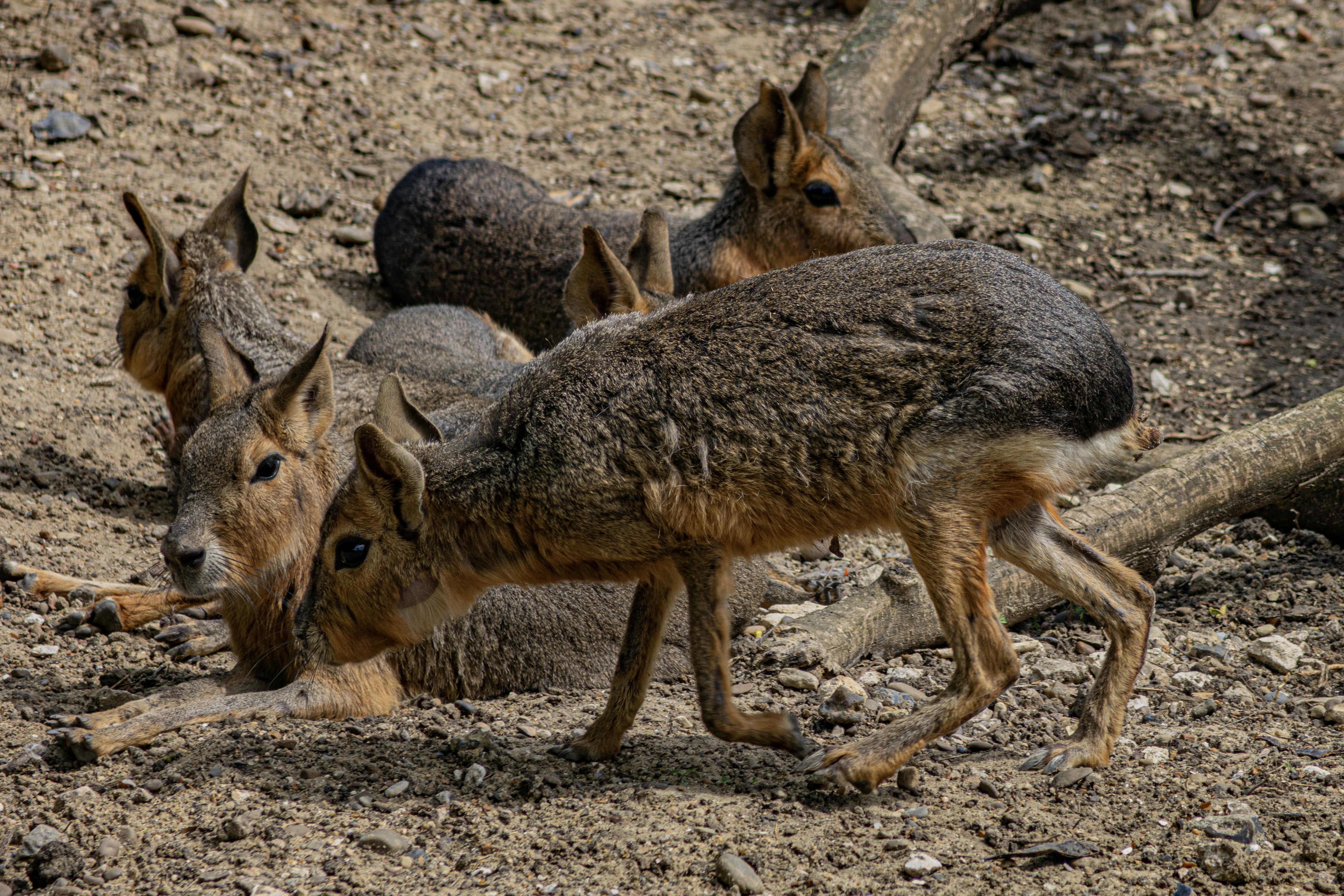 Patagonian Maras Rodents · Free Stock Photo