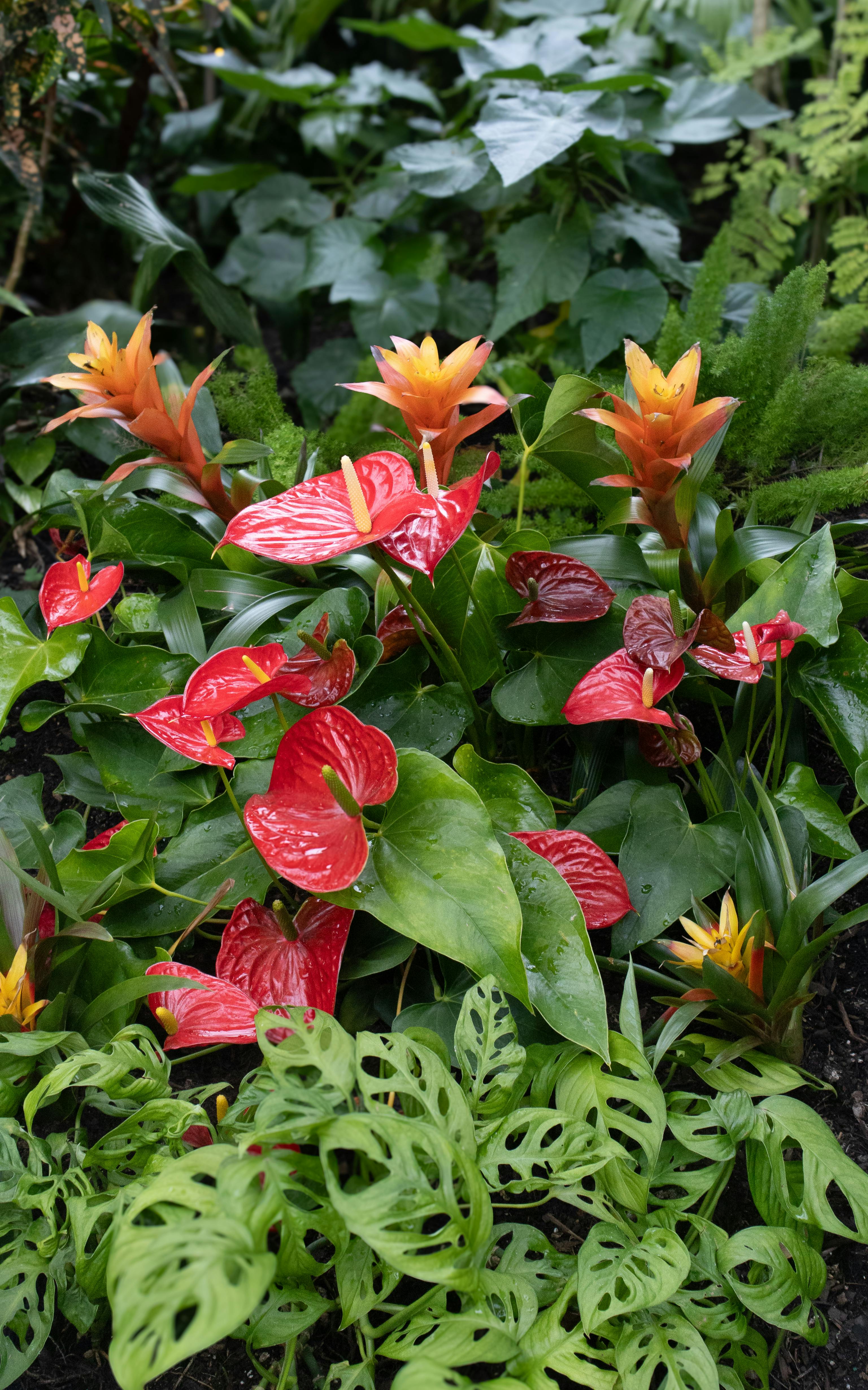 Exotic Araceae Flowers · Free Stock Photo