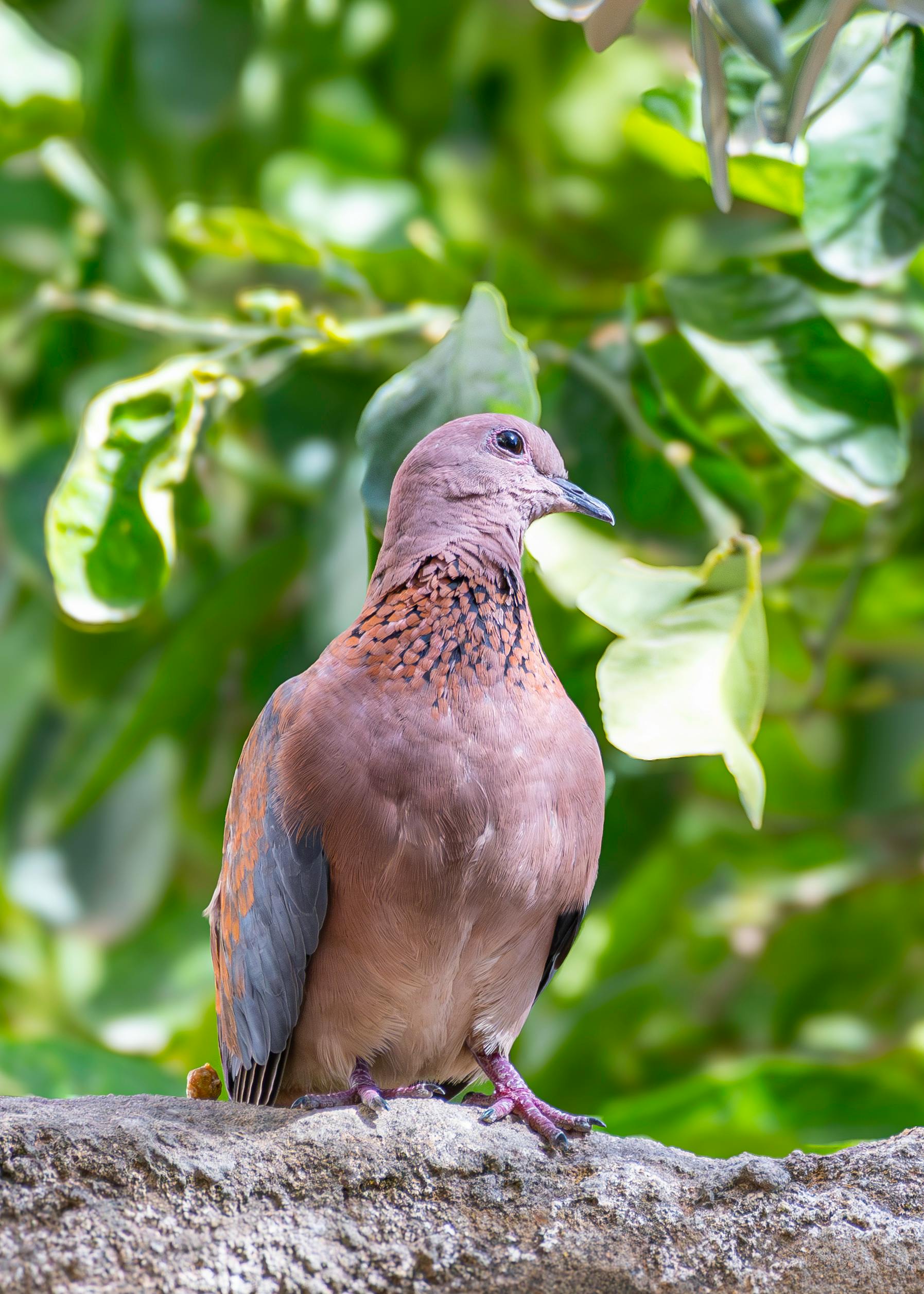 Laughing Dove in Nature · Free Stock Photo