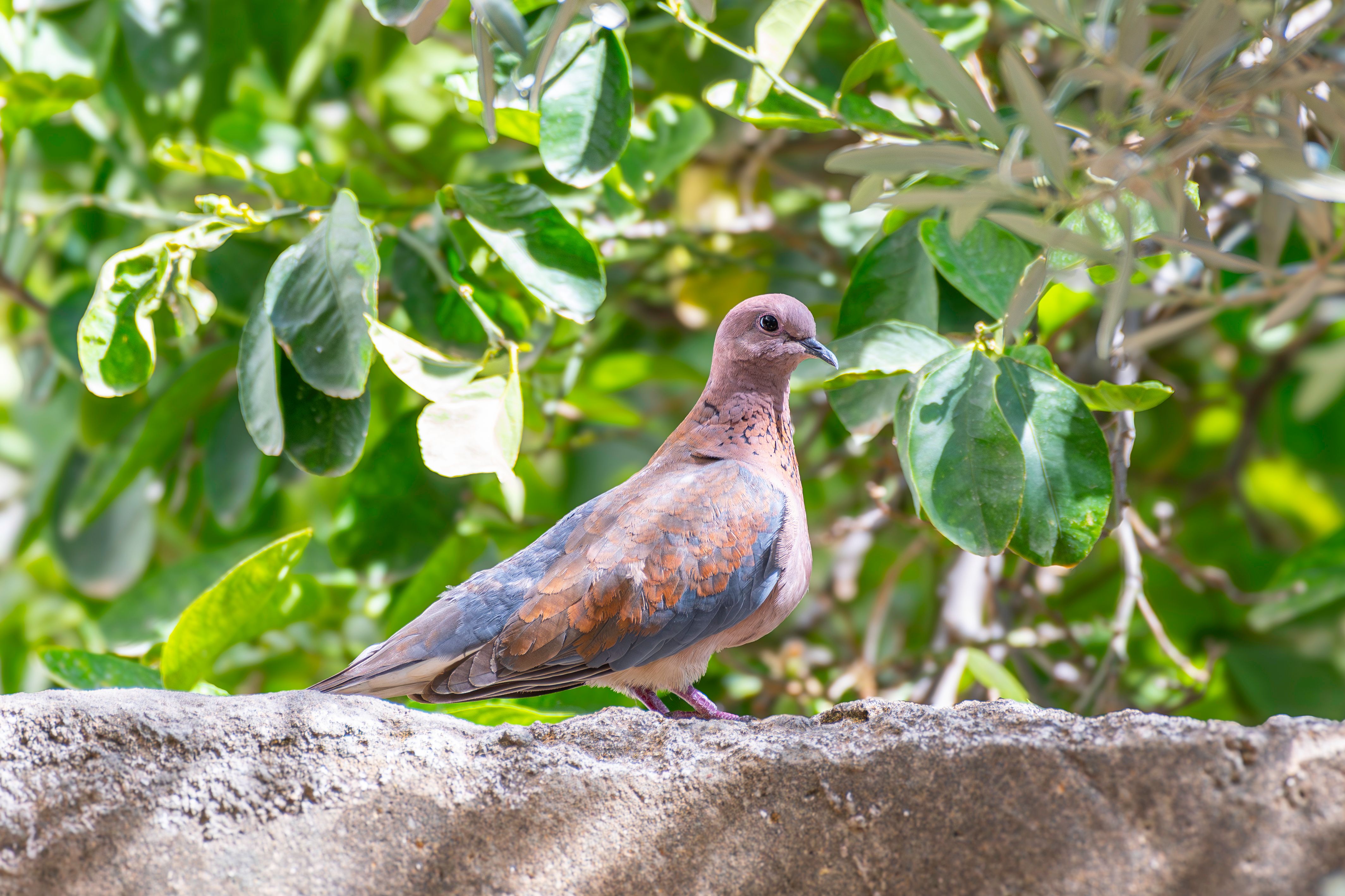 Laughing Dove Bird · Free Stock Photo