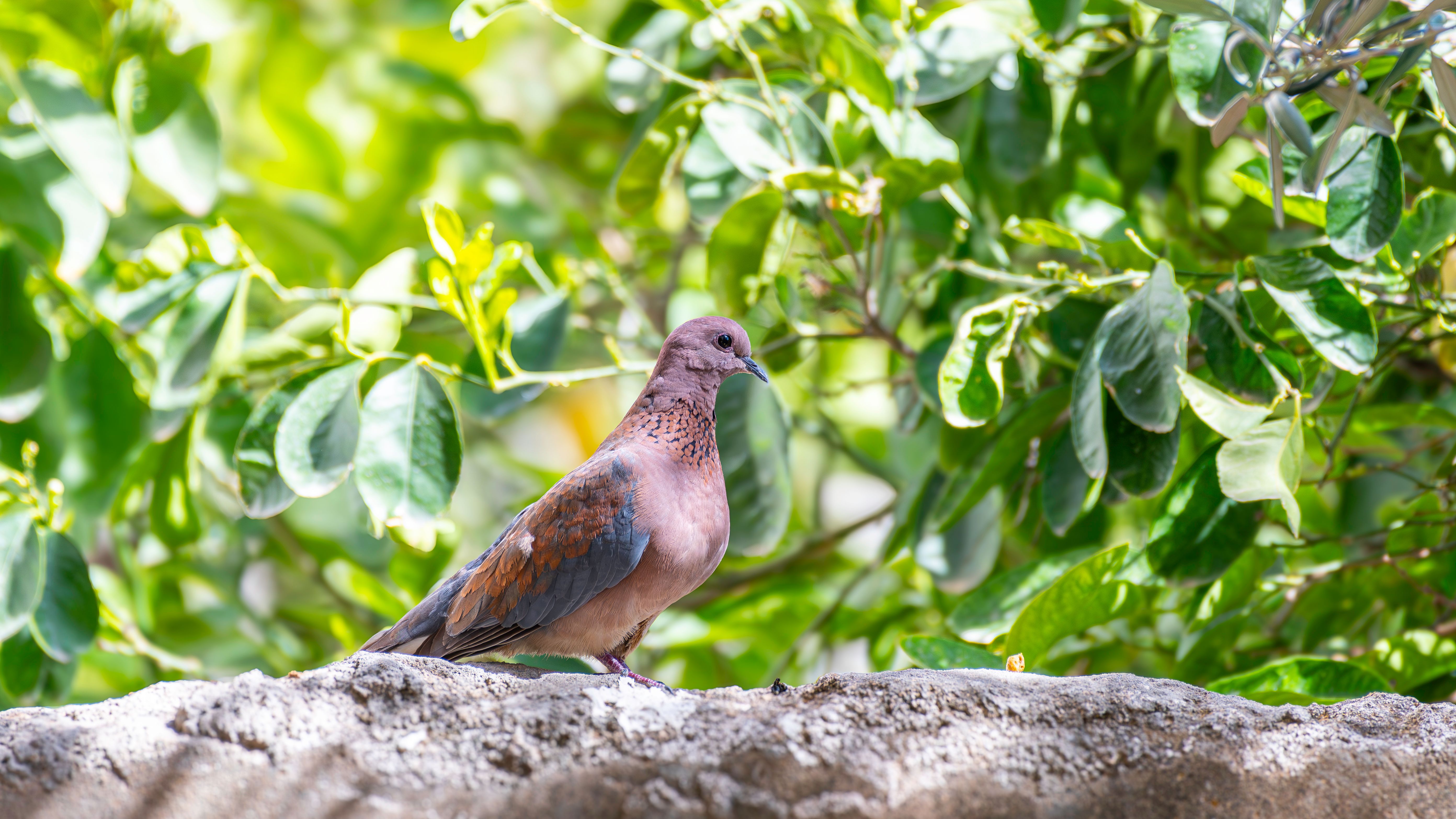Laughing Dove in Nature · Free Stock Photo