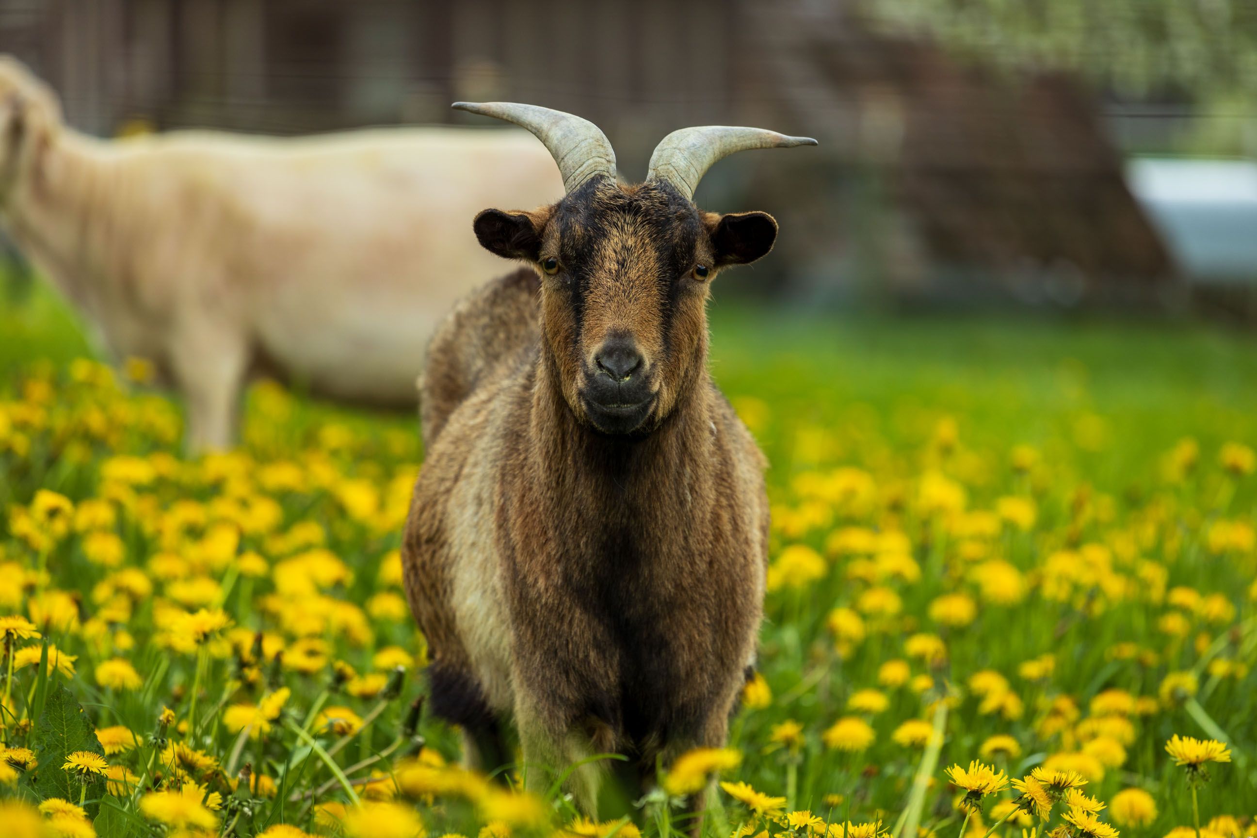 Goat on Meadow with Flowers · Free Stock Photo