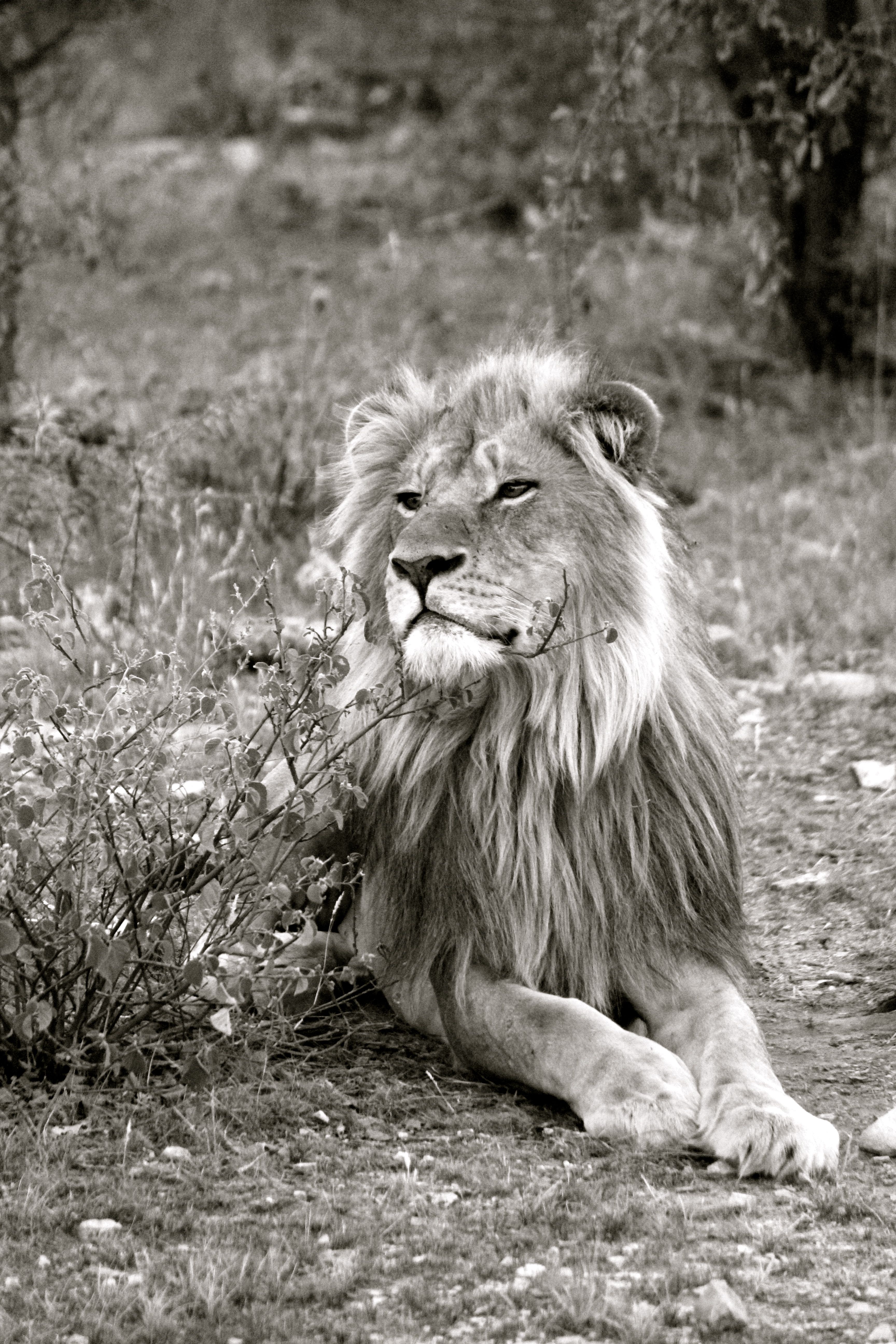 Mane Safe Photos, Download The BEST Free Mane Safe Stock Photos & HD Images