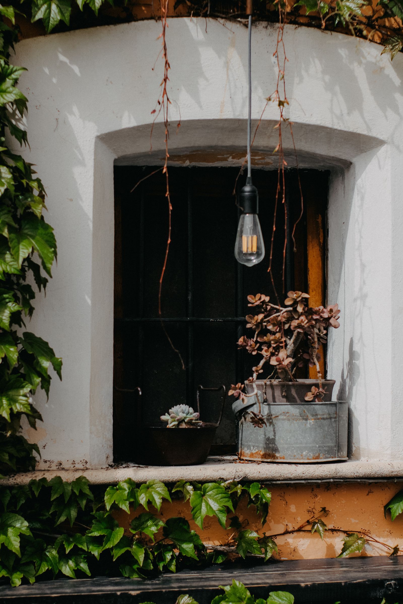 Plants Window Photos, Download The BEST Free Plants Window Stock Photos ...