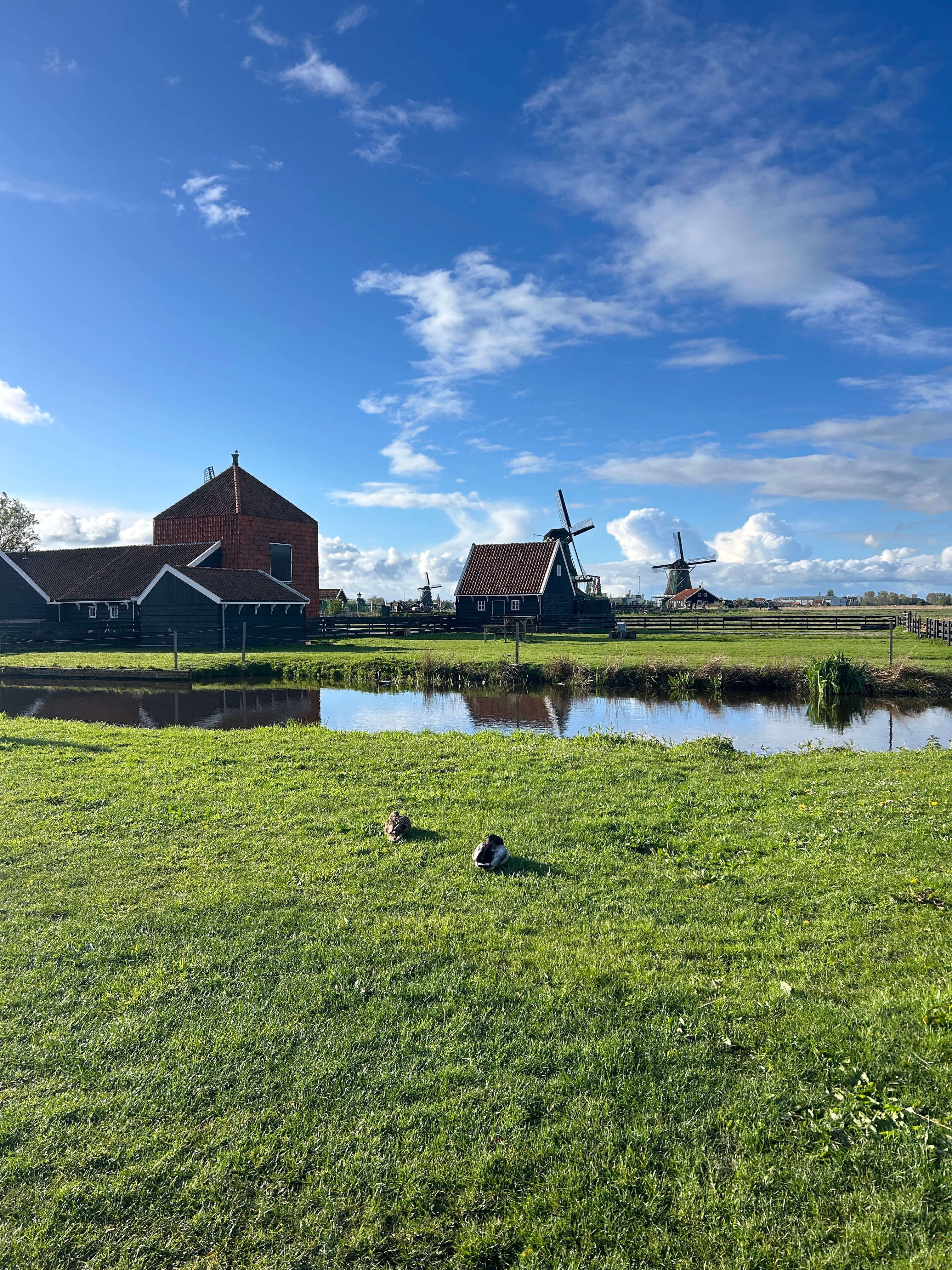 A field with a windmill and ducks in the water · Free Stock Photo