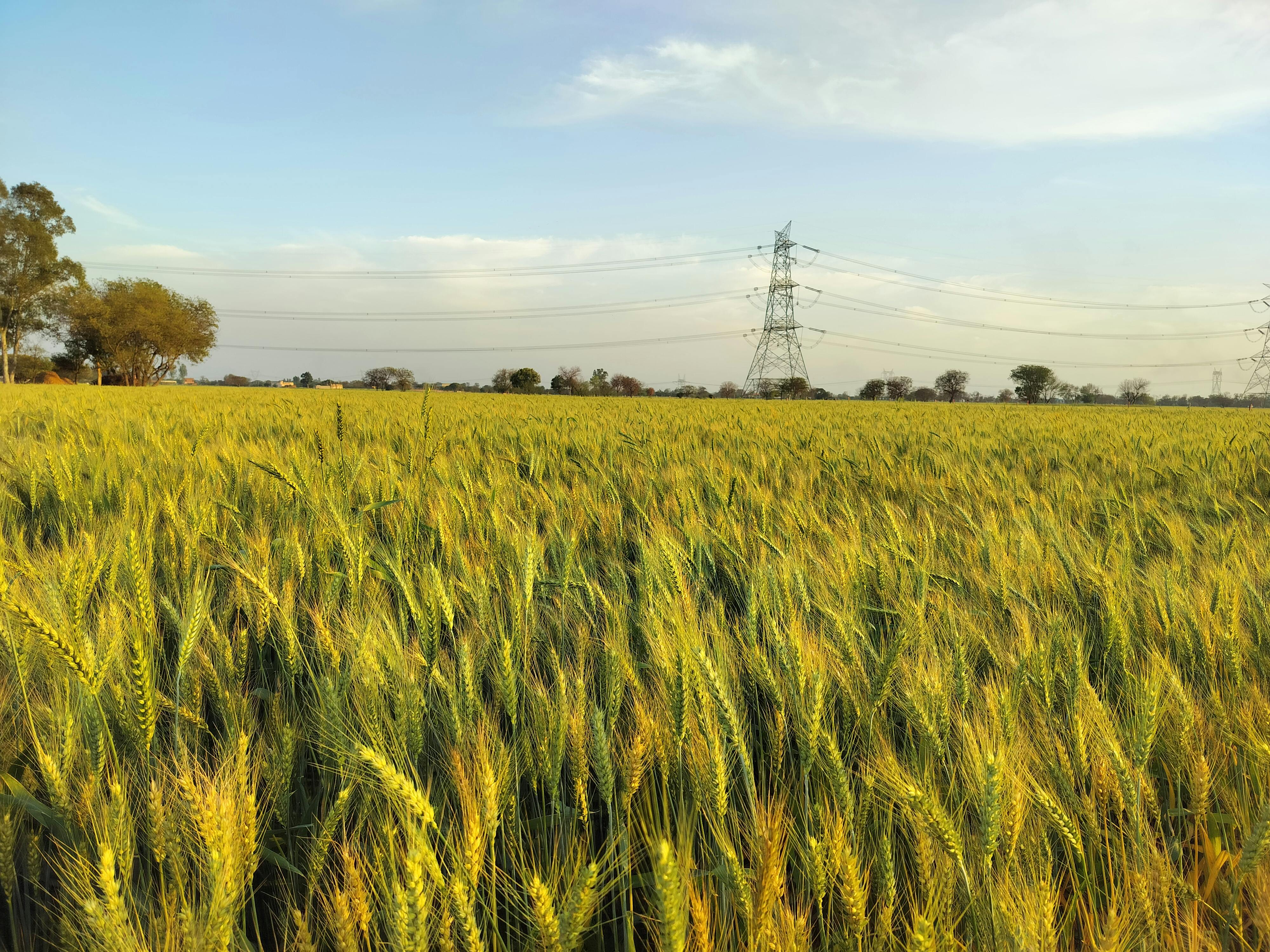 Fodder Crop Photos, Download The BEST Free Fodder Crop Stock Photos ...