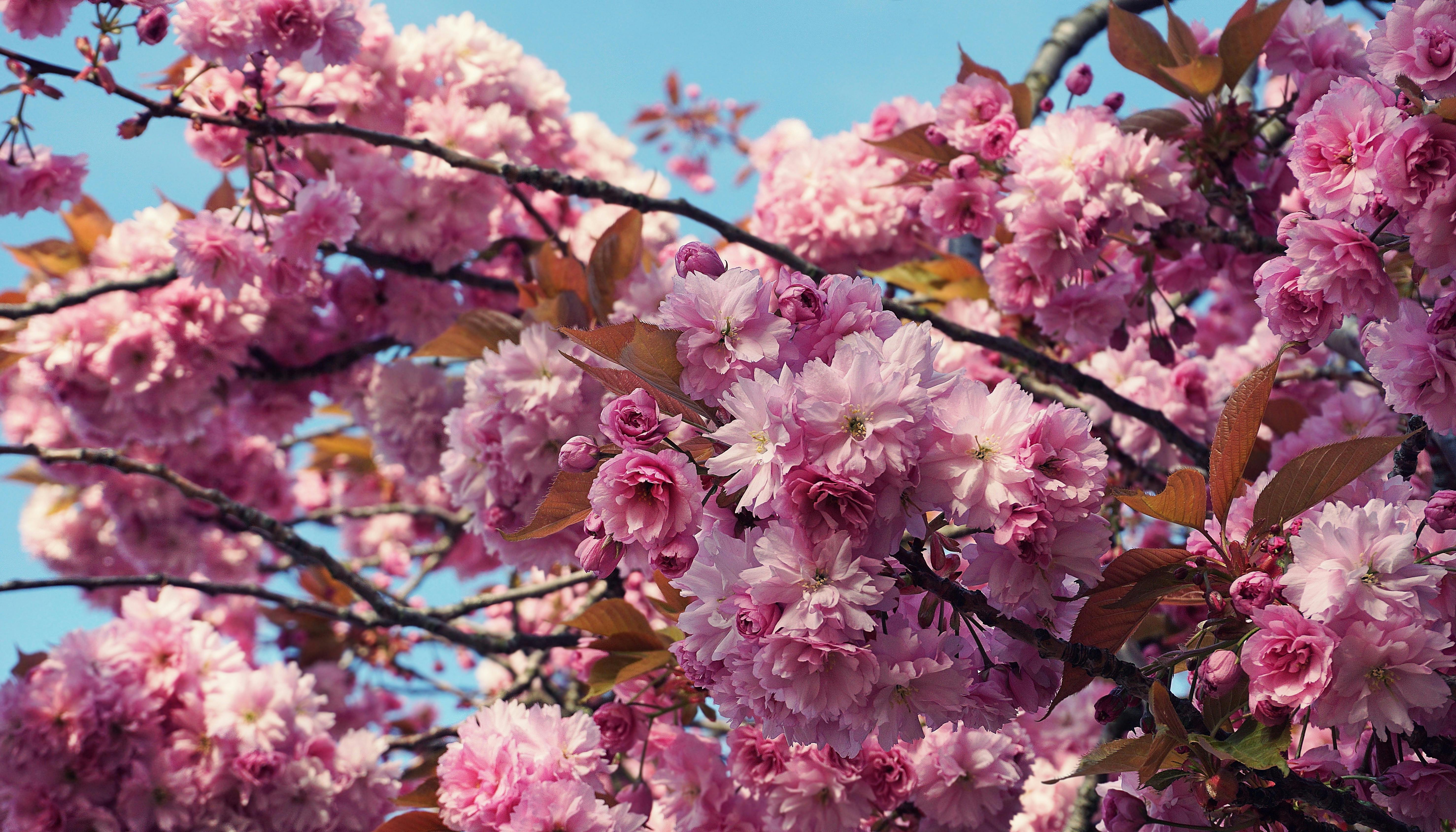 Free stock photo of blossom, cherry blossom, flowers