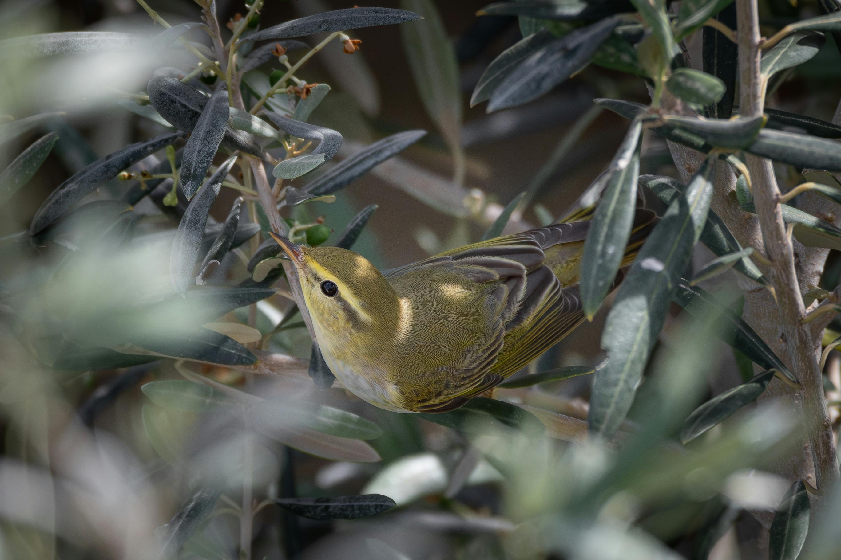 Wood Warbler among Leaves · Free Stock Photo