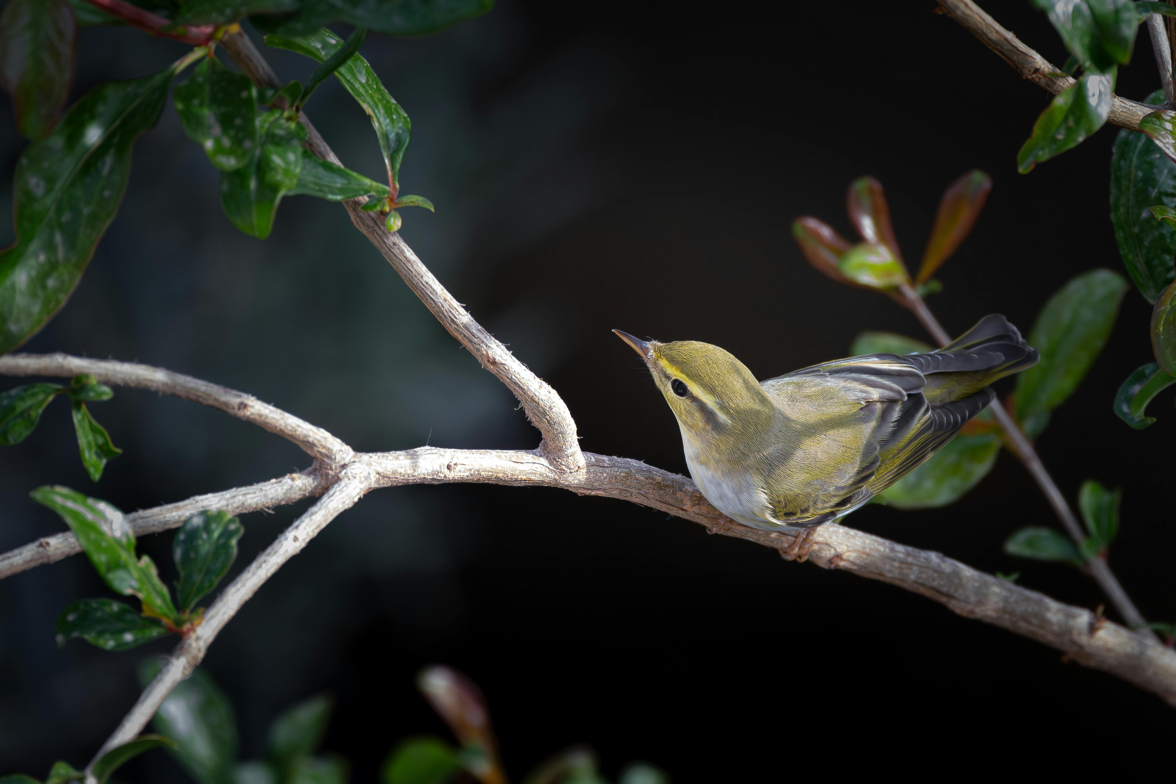 Greenish Wood Warbler on a tree branch · Free Stock Photo