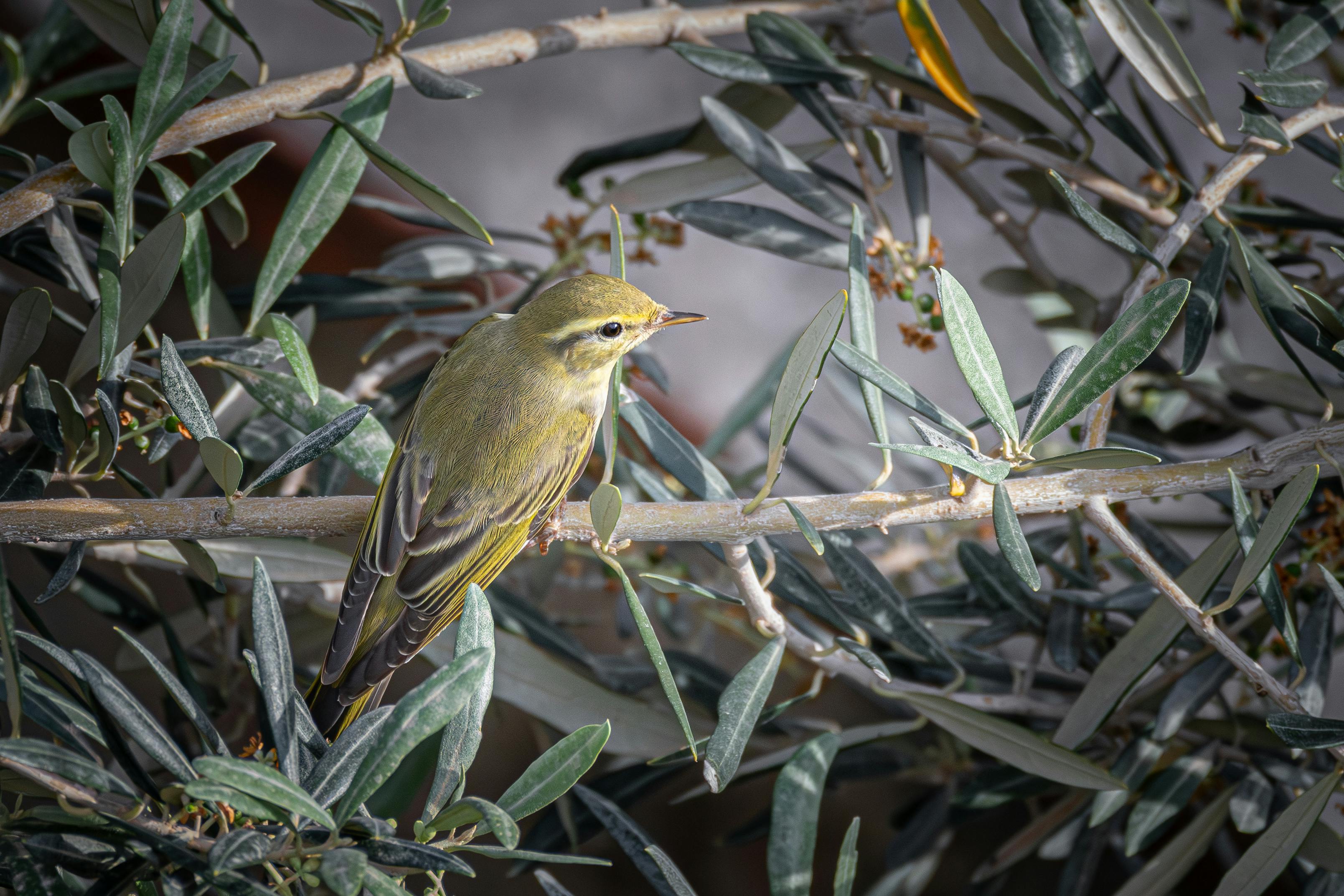 Wood Warbler in Nature · Free Stock Photo