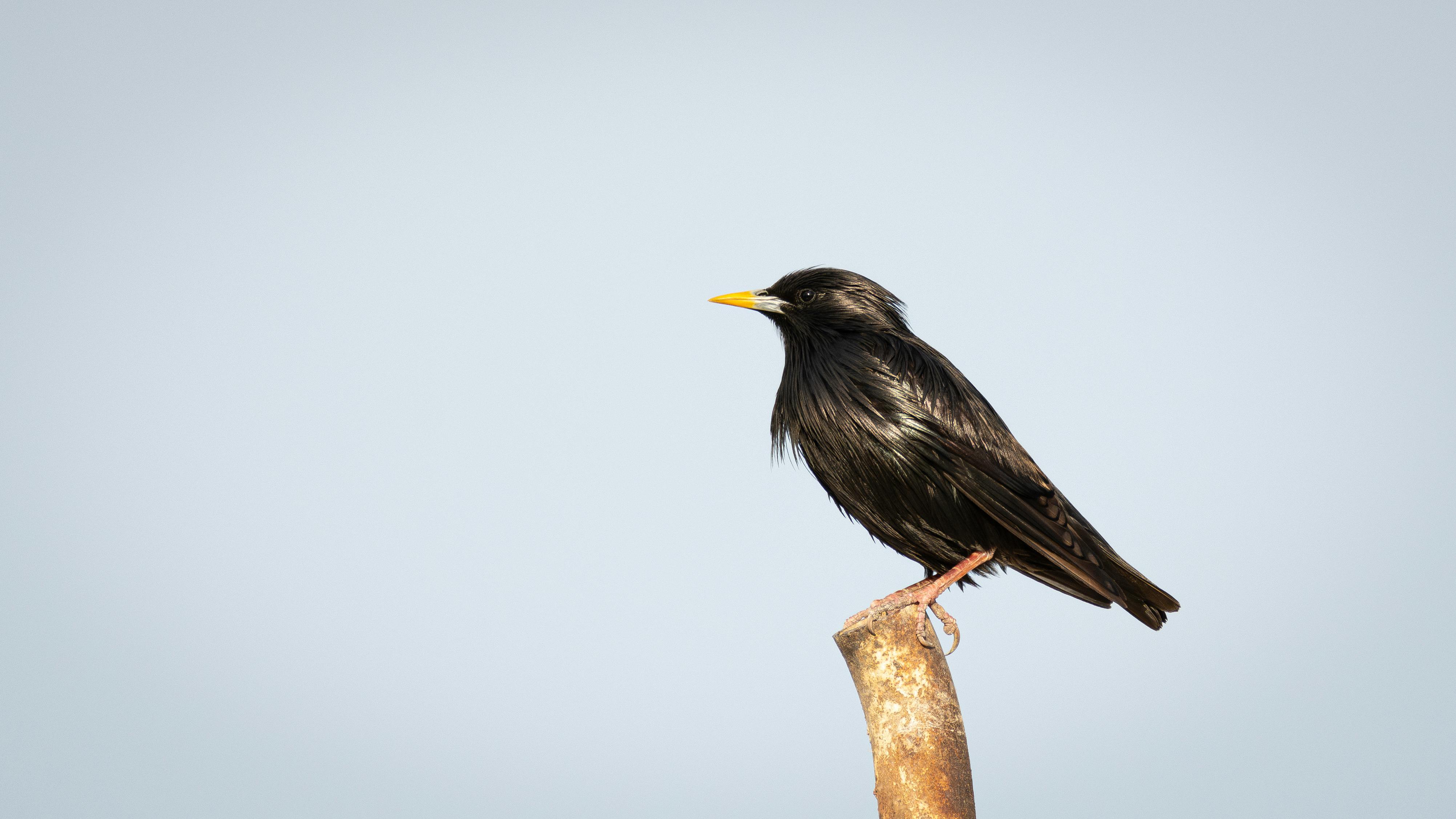 Spotless Starling in Nature · Free Stock Photo