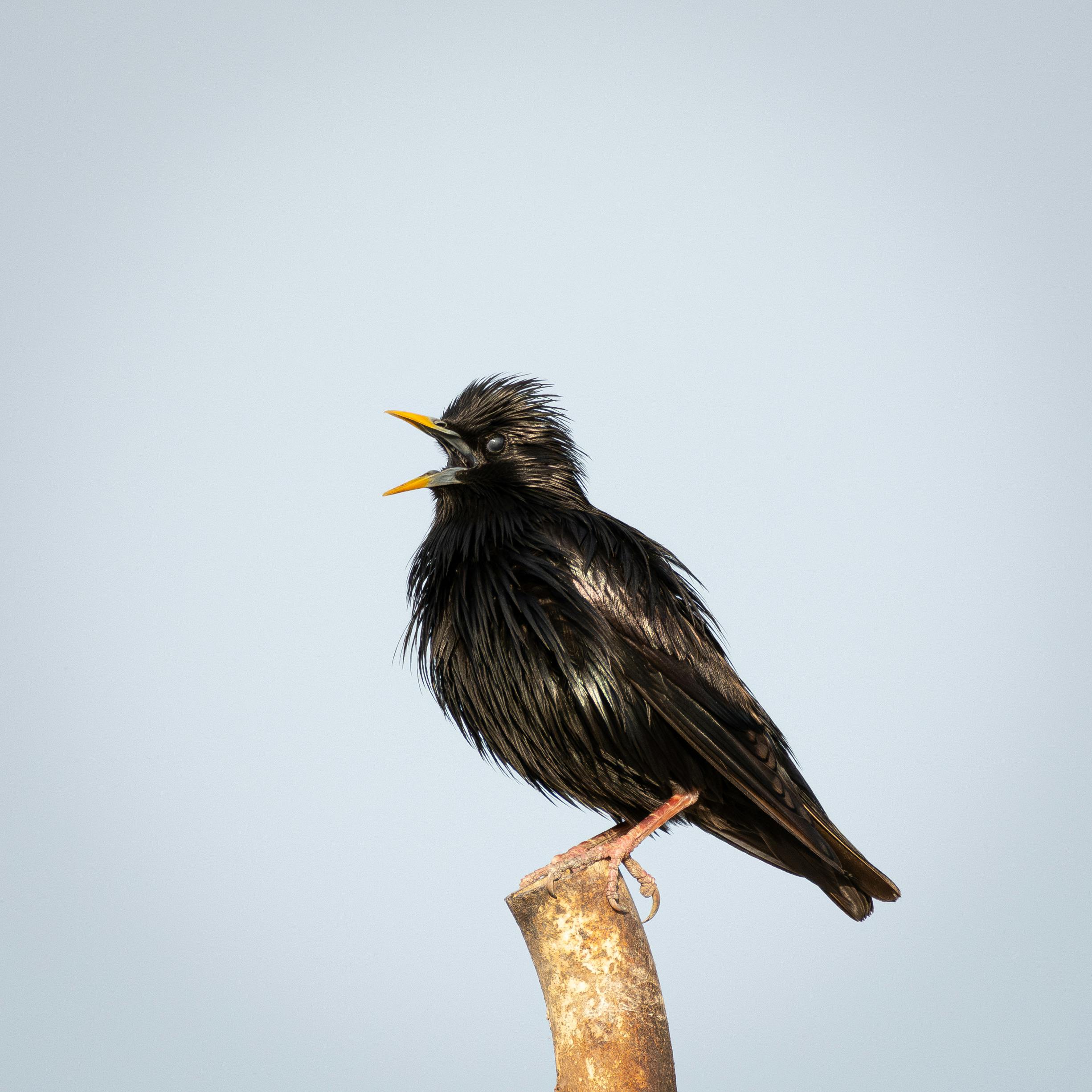 Spotless Starling in Nature · Free Stock Photo