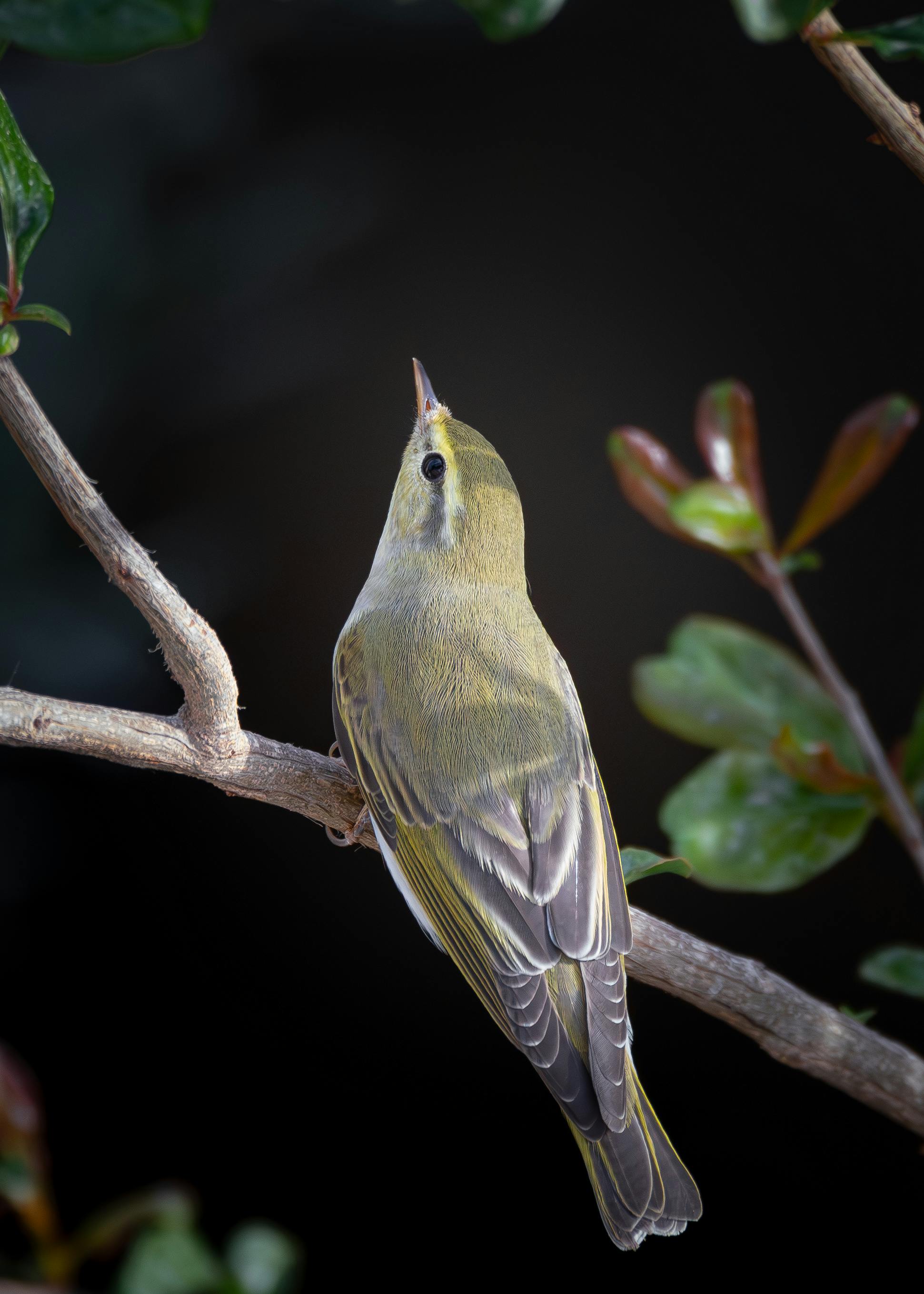 Greenish Wood Warbler on a tree branch · Free Stock Photo