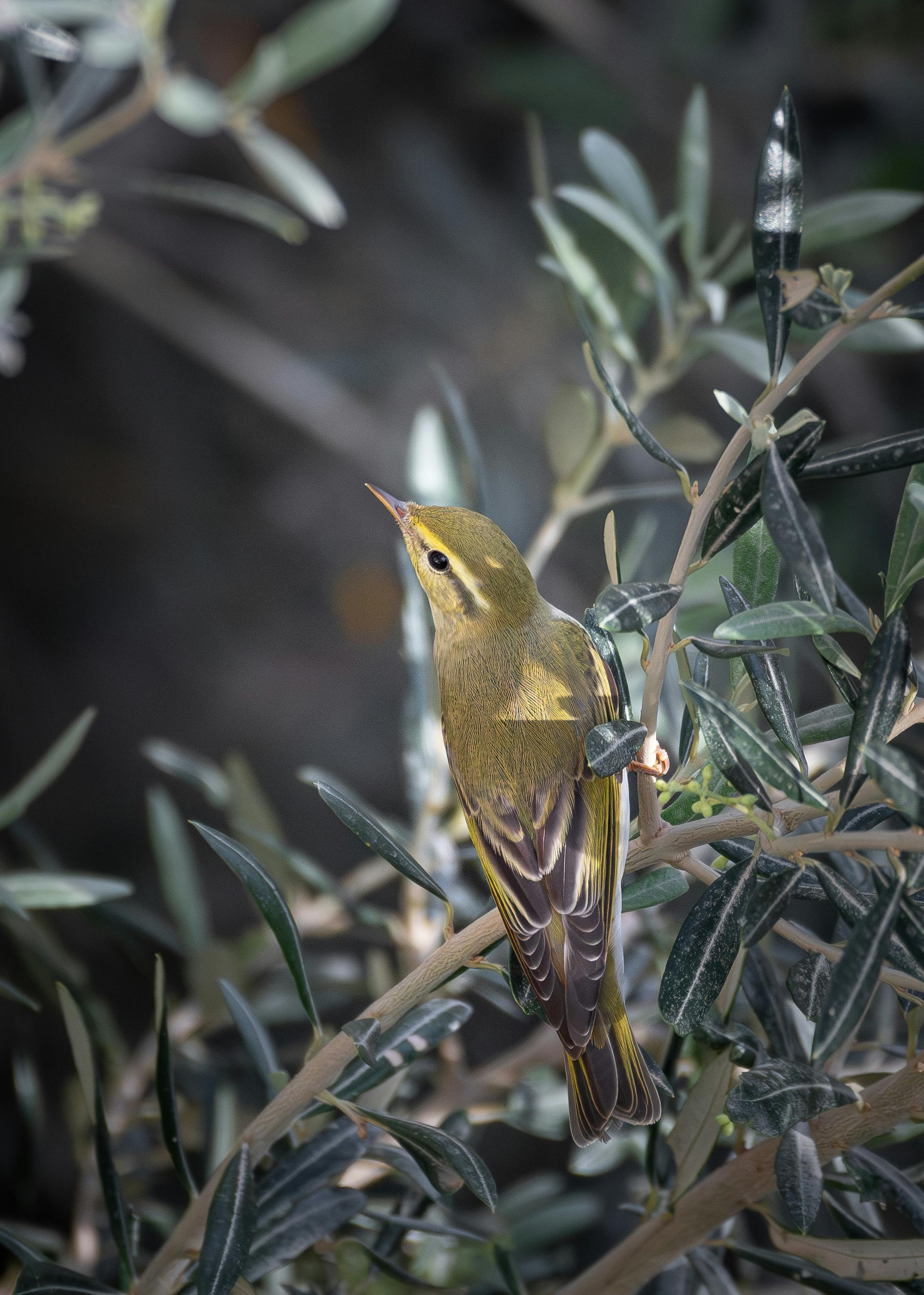 Greenish Wood Warbler on a tree branch · Free Stock Photo