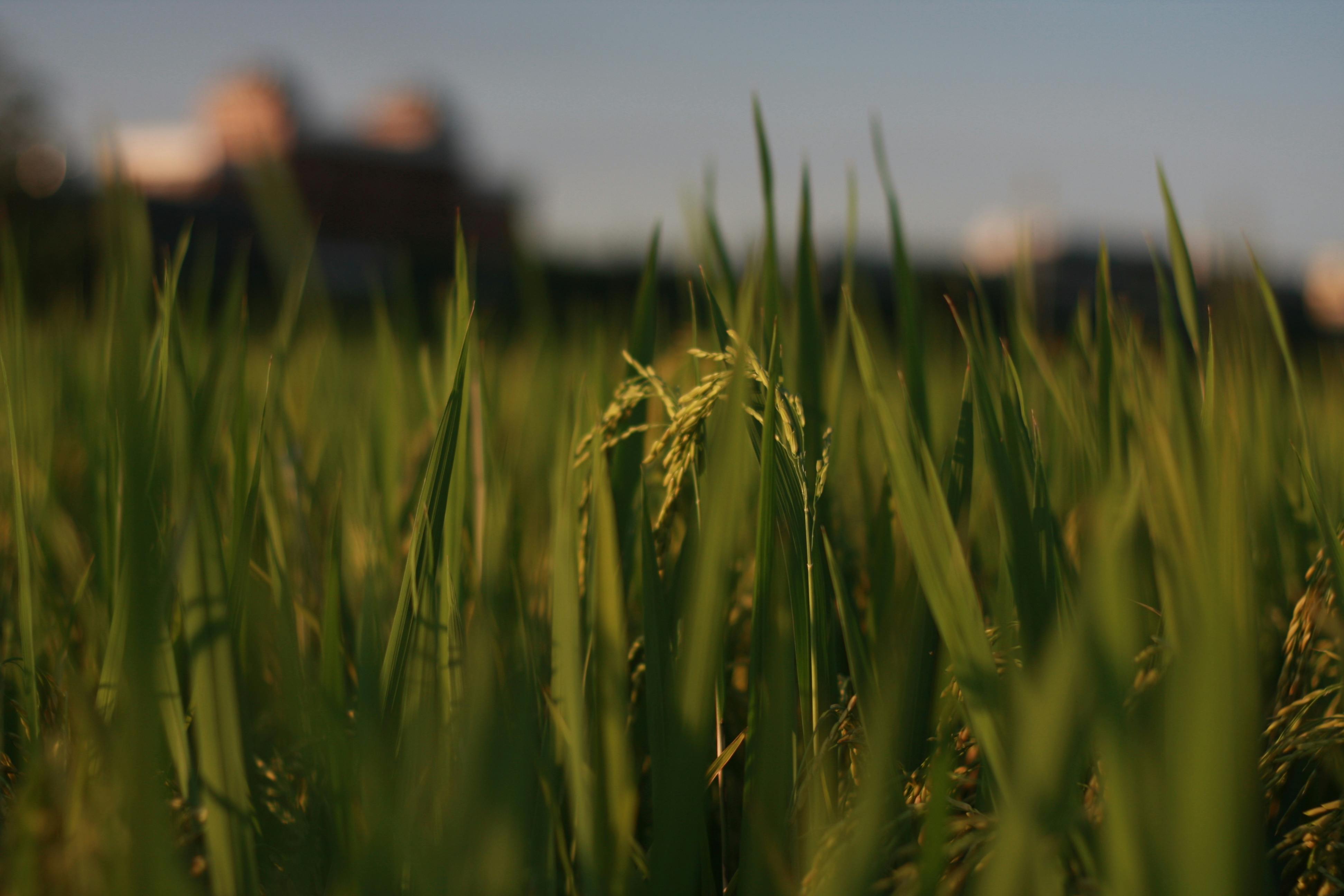 Rice Field Photo · Free Stock Photo