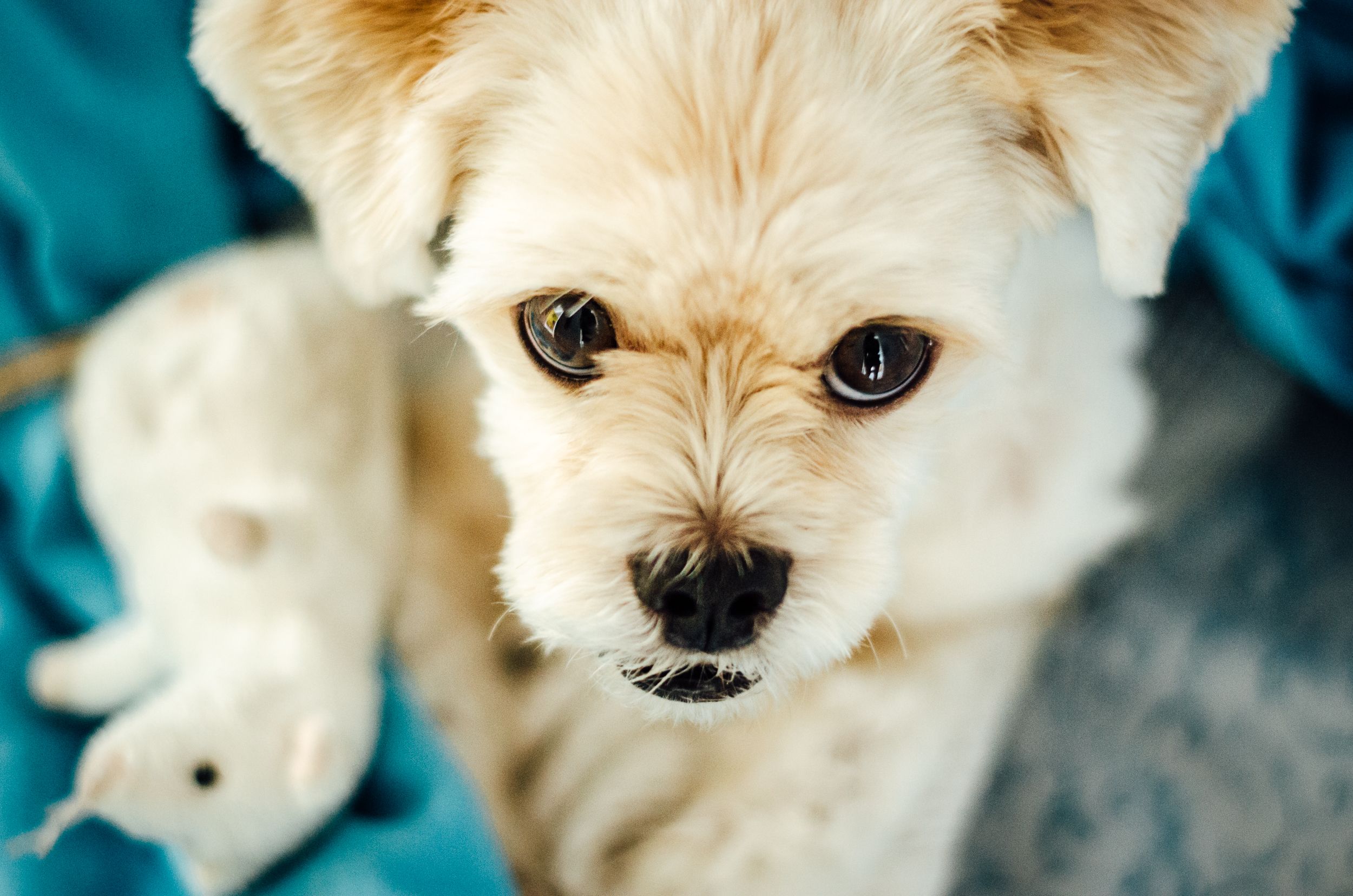 Puppy Panzer Photos, Download The BEST Free Puppy Panzer Stock Photos ...