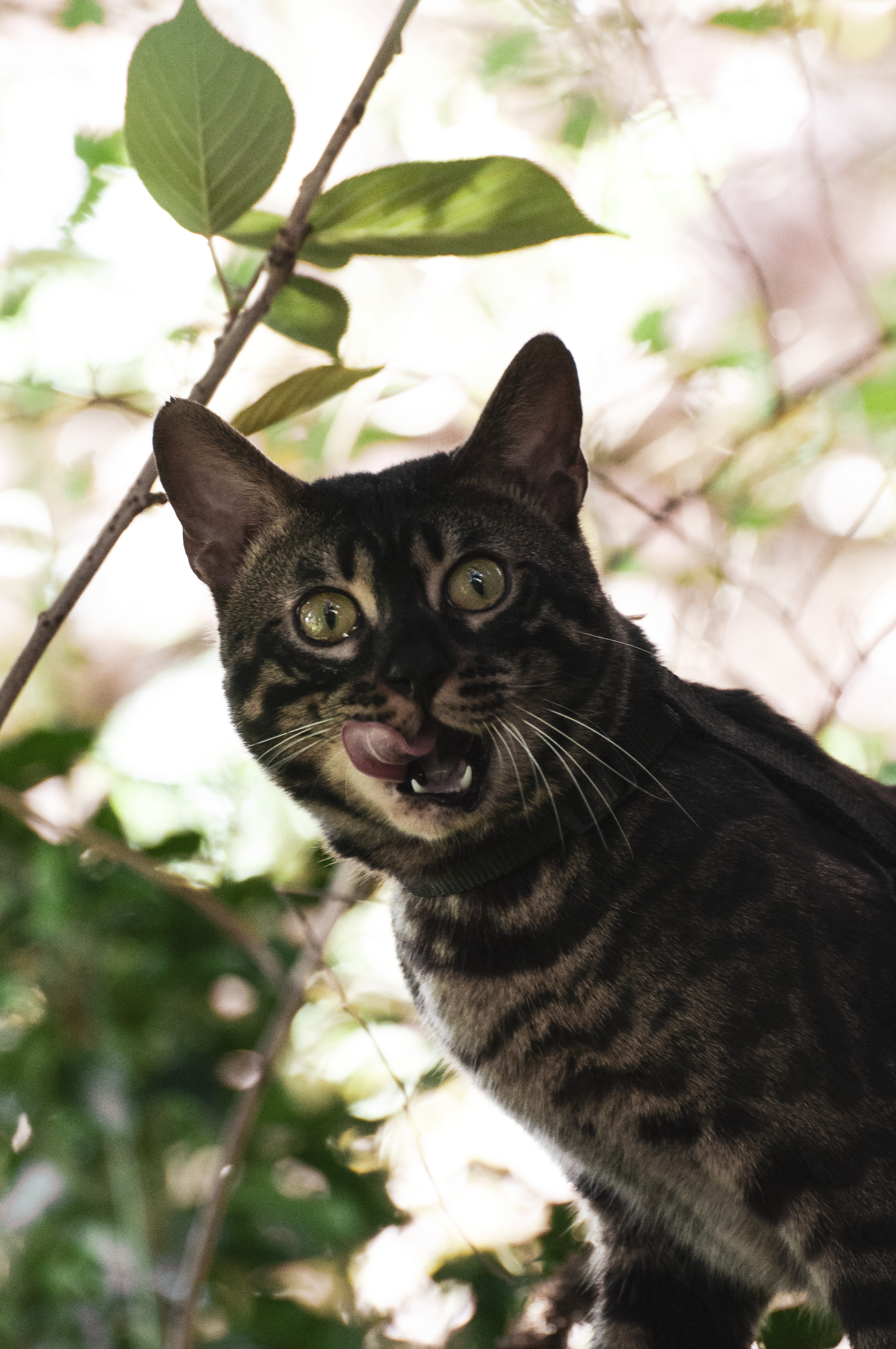 Free stock photo of bengal, cat, cat eyes