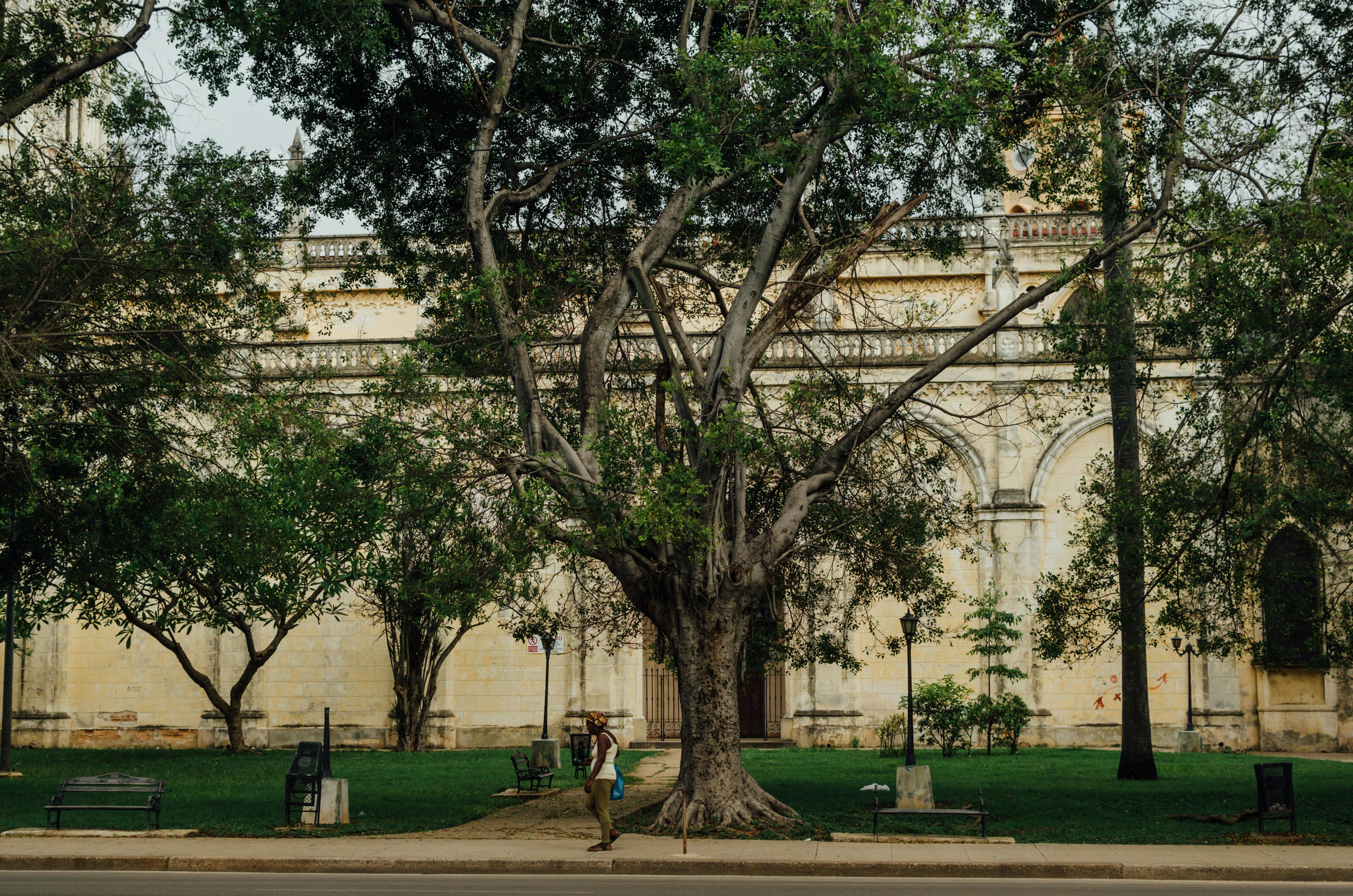 Park Trees with Building behind · Free Stock Photo