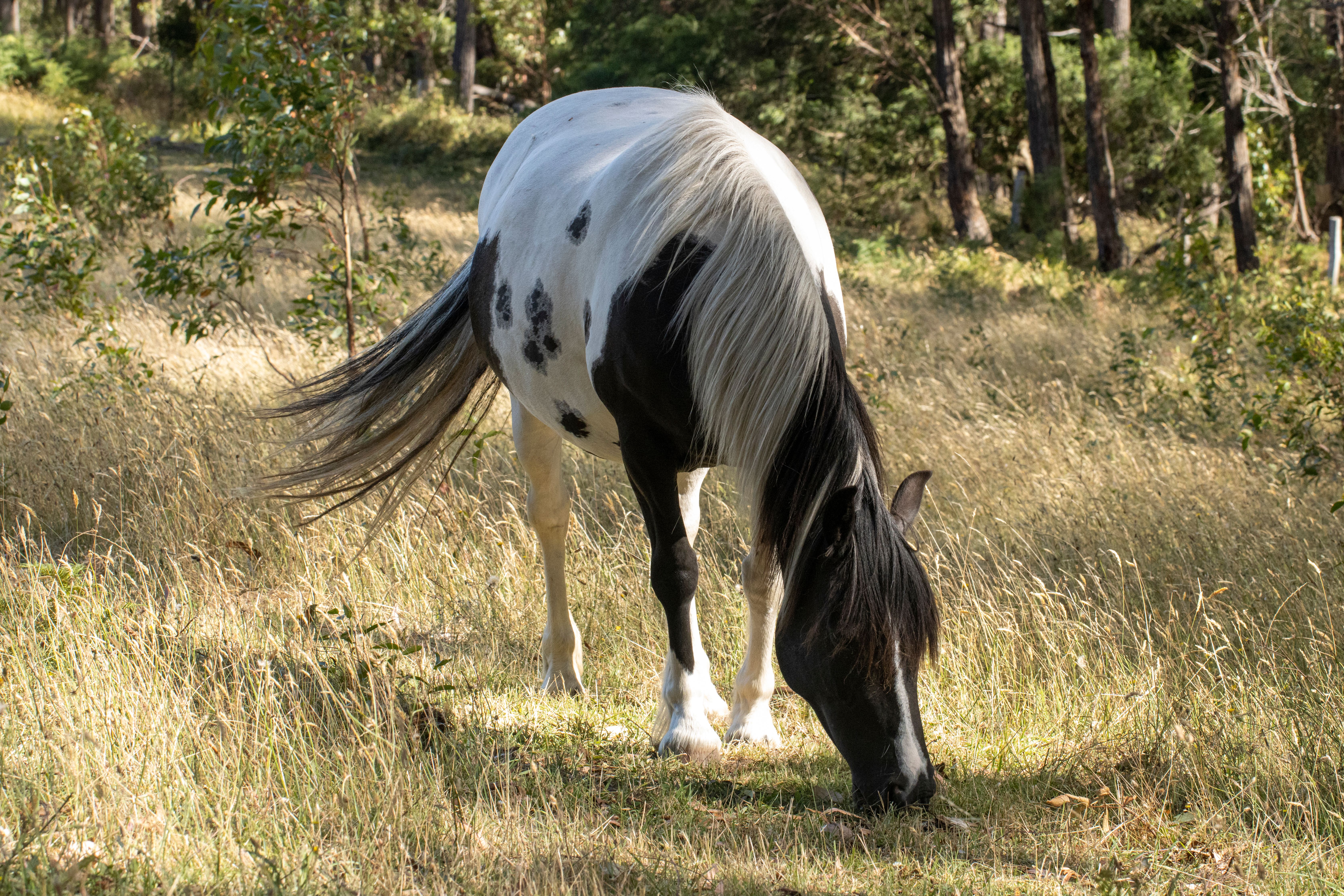 Black and white horse · Free Stock Photo
