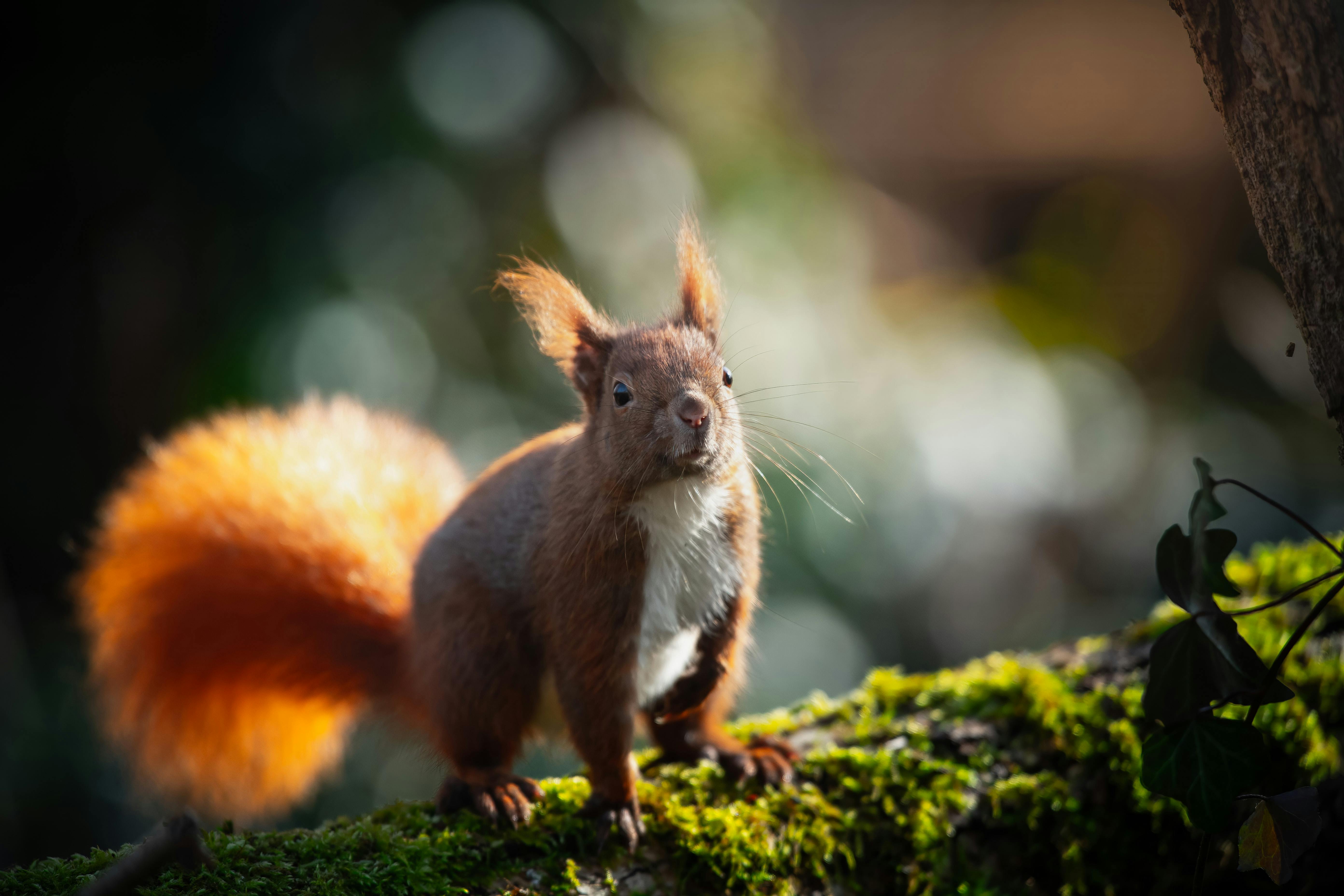 Squirrel Hd Wallpaper Photos, Download The BEST Free Squirrel Hd ...