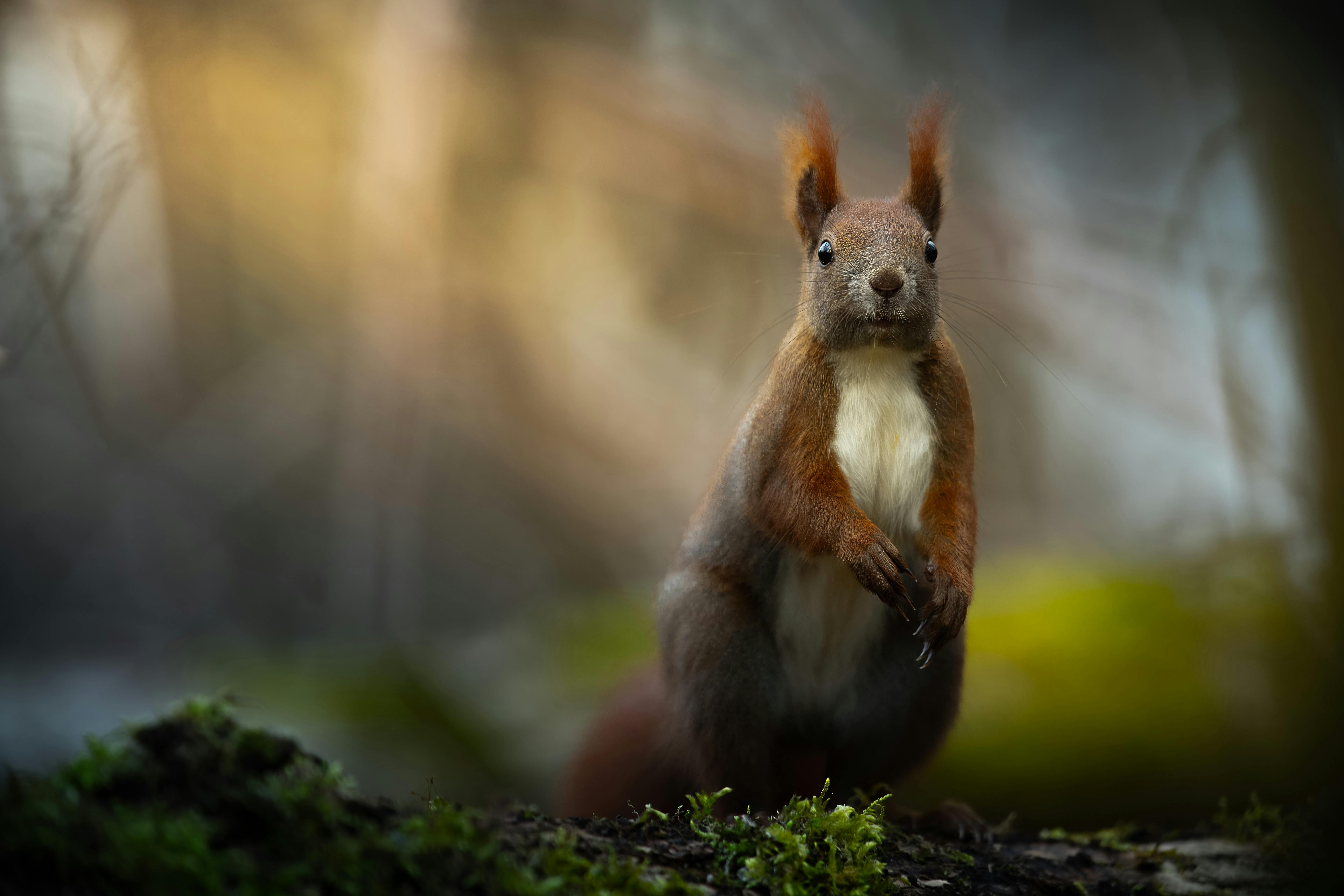 Standing Squirrel in Nature · Free Stock Photo
