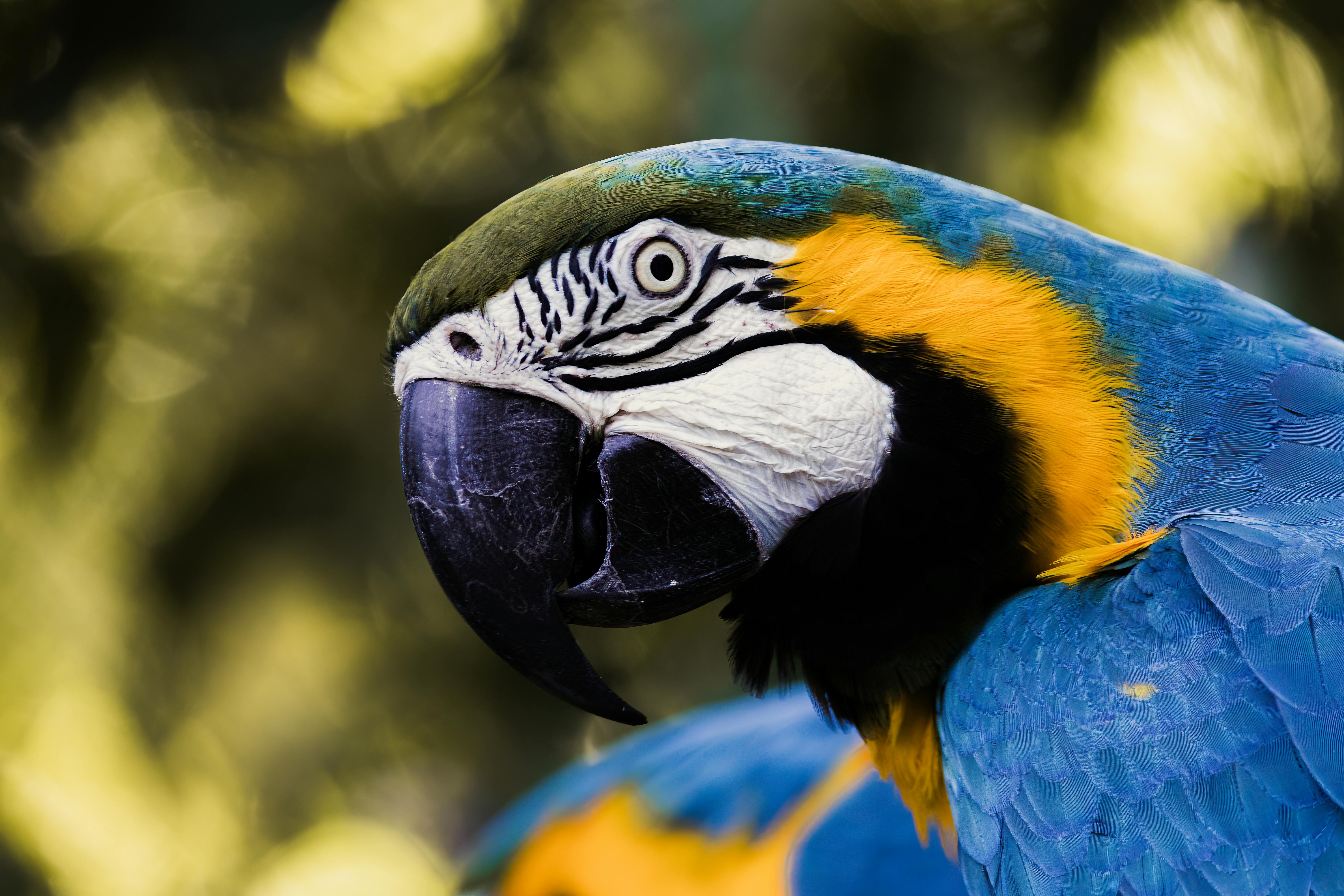 Blue Macaw Parrot · Free Stock Photo