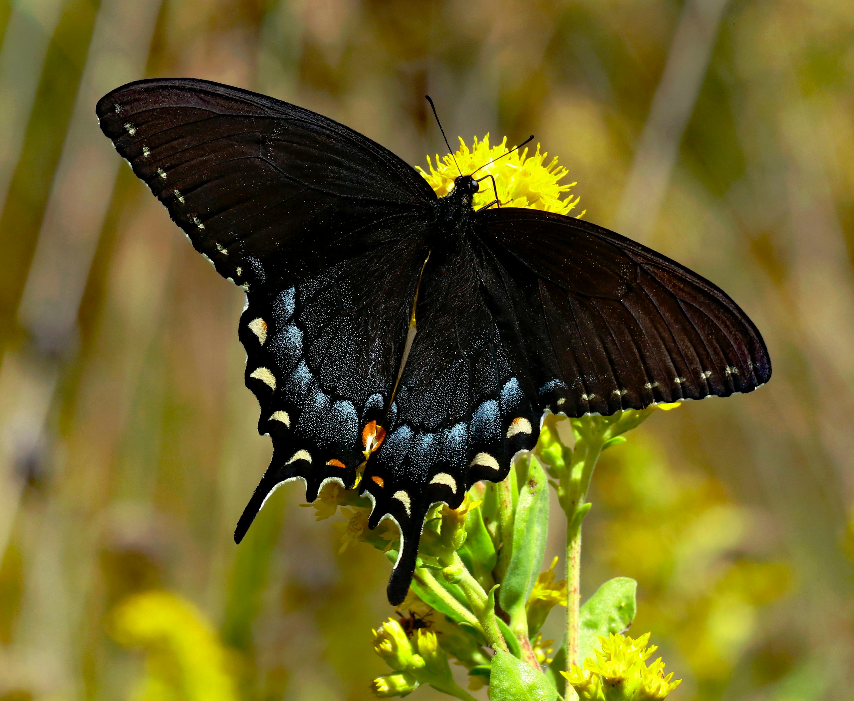 Spicebush Swallowtail Butterfly on Flower · Free Stock Photo