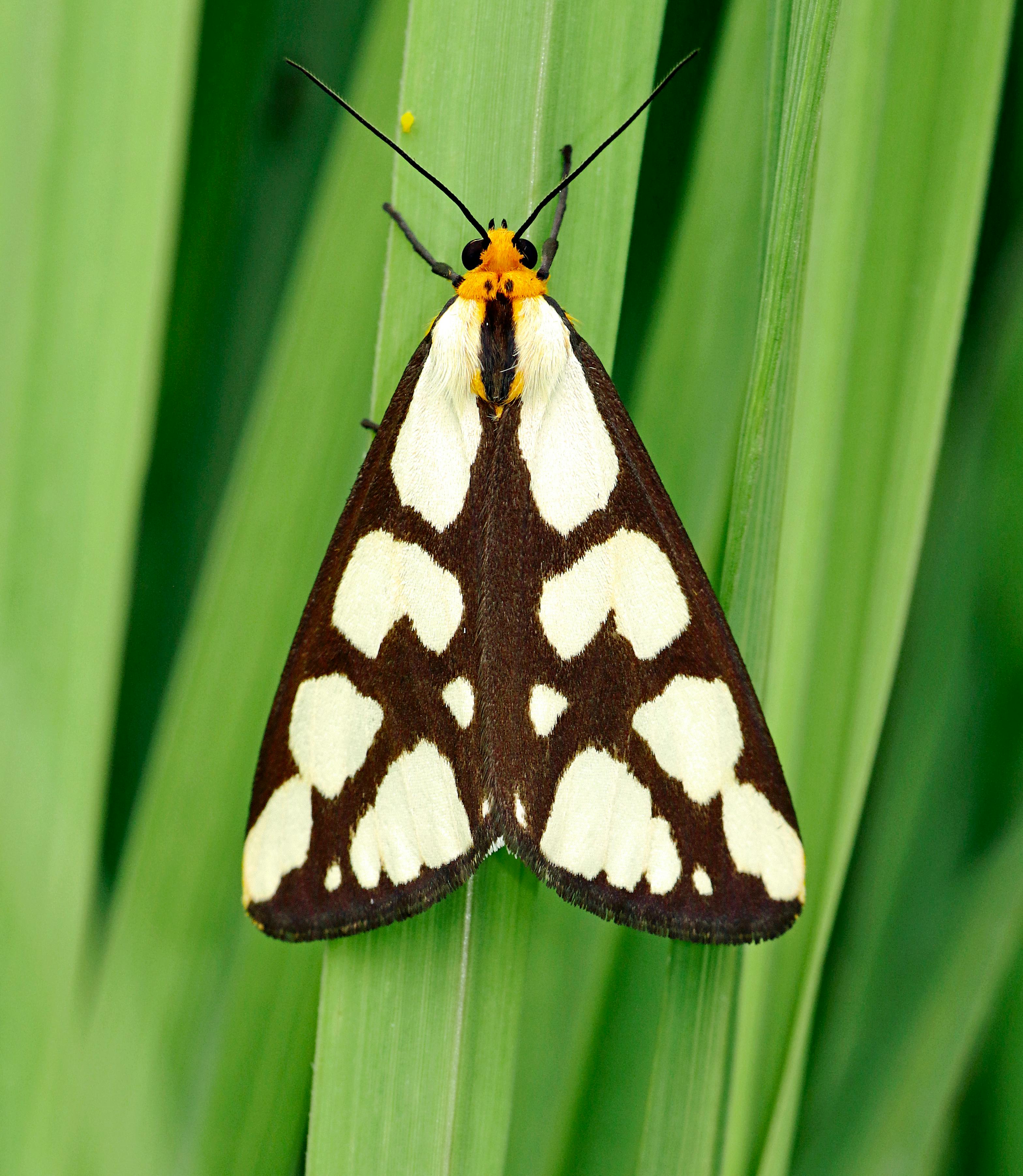 Mothの図 Photos, Download The BEST Free Mothの図 Stock Photos & HD Images