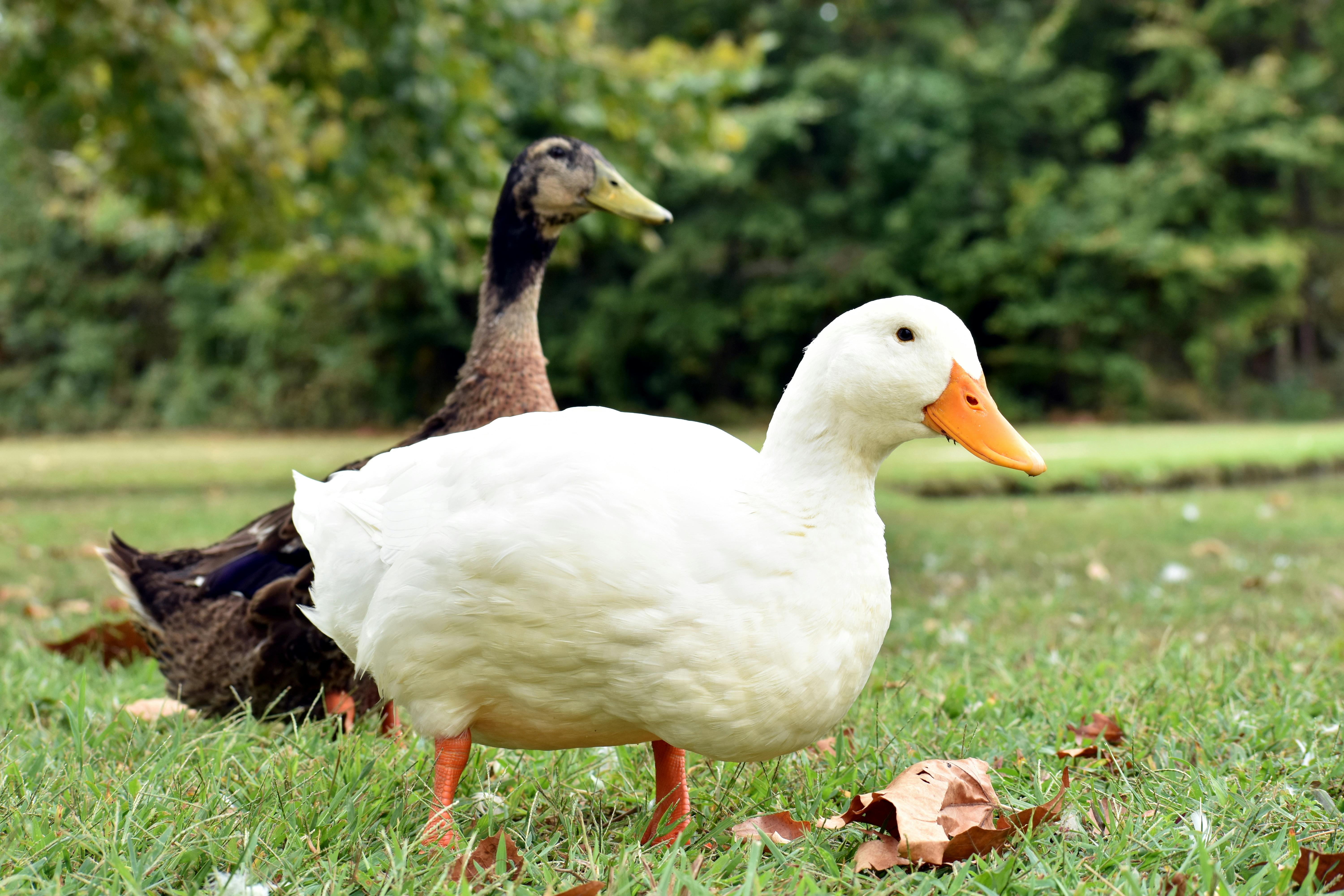 Ducks · Free Stock Photo