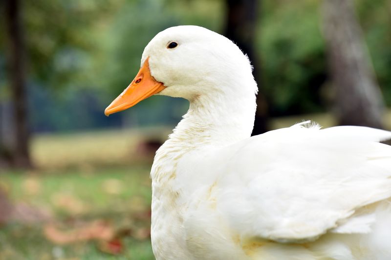 Duck+Pfp Photos, Download The BEST Free Duck+Pfp Stock Photos & HD Images